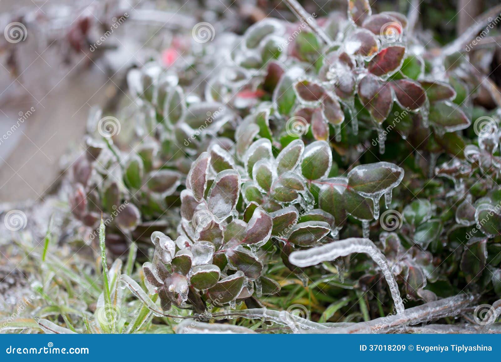 Grass frozen ice stock image. Image of branch, blue, cold - 37018209