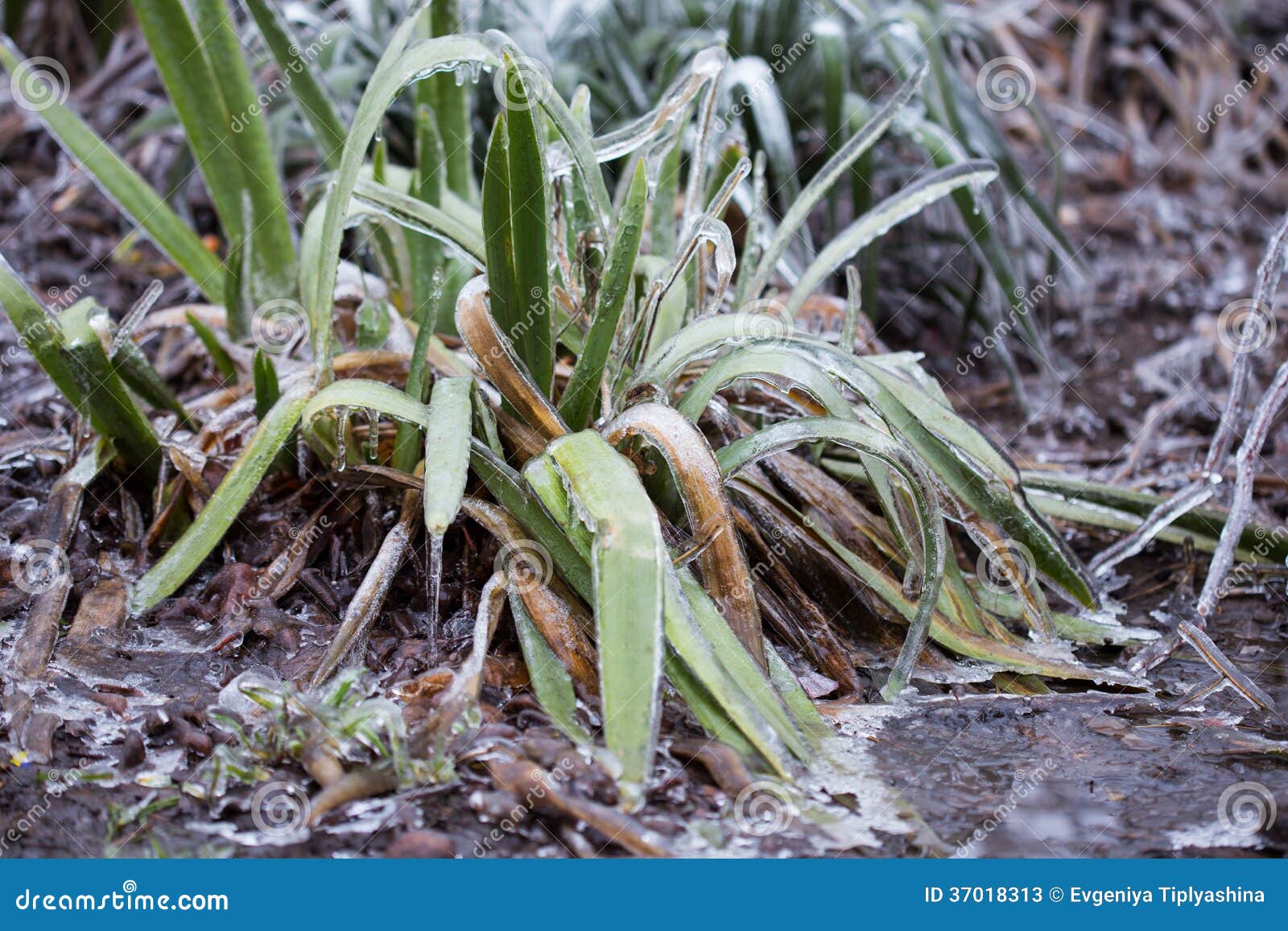 Grass frozen ice stock image. Image of rain, blue, branches - 37018313