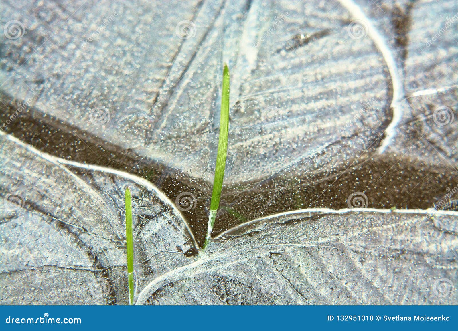 Grass Frozen in Patterned Ice, Winter, Close Up Stock Photo - Image of ...