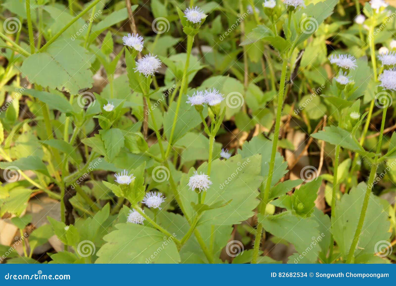 Grass full all the ground stock photo. Image of dust - 82682534