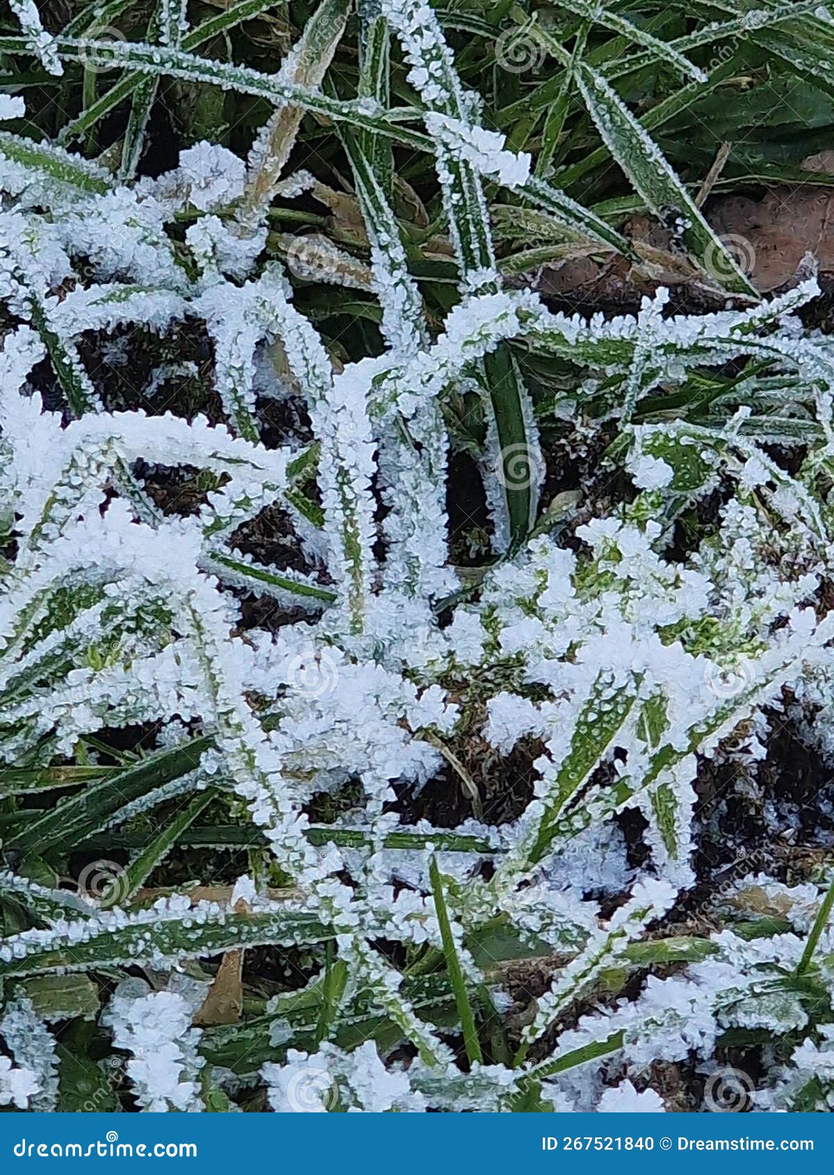 Grass full of ice stock photo. Image of twig, shrub - 267521840
