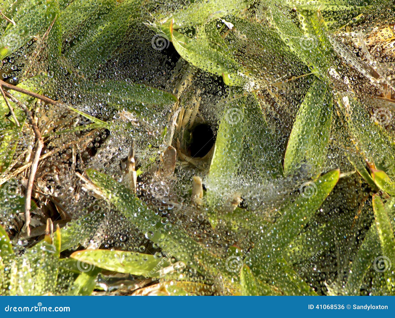 Grass Funnel Web Spider Web. Stock Photo - Image of bugs, arachnids ...