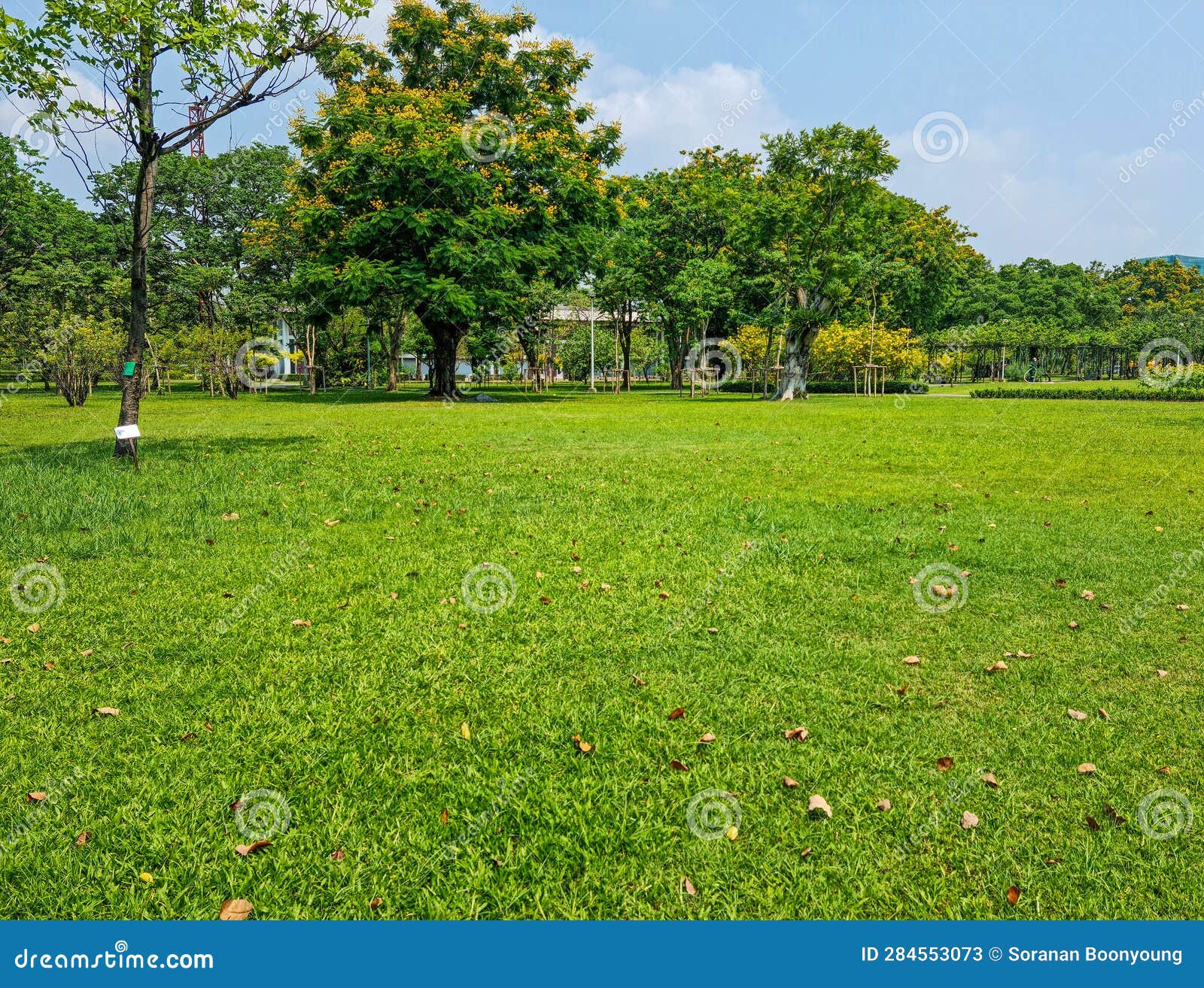 Grass Gadens with Tree and Sky Stock Image - Image of gadens ...