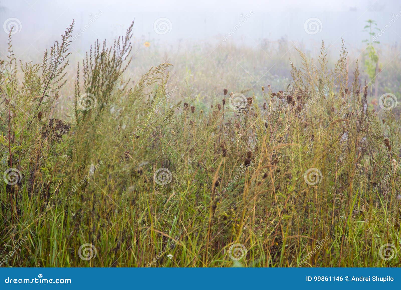 Grass in the Garden in the Fog in the Morning Stock Photo - Image of ...