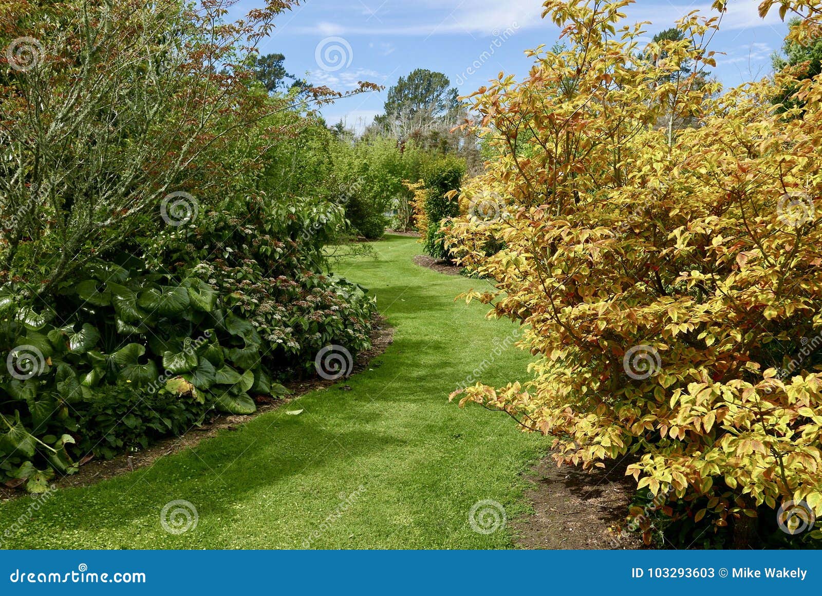 Grass Garden Path in Spring Stock Image - Image of spring, trees: 103293603