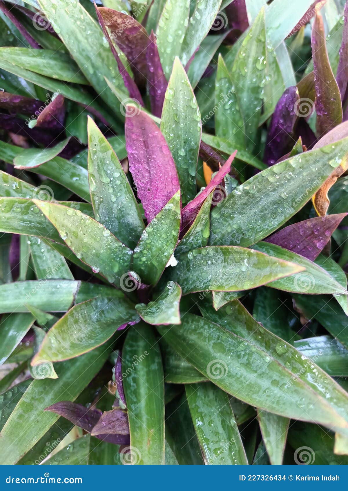 Grass in the Garden after Rain Stock Photo - Image of herb, flower ...