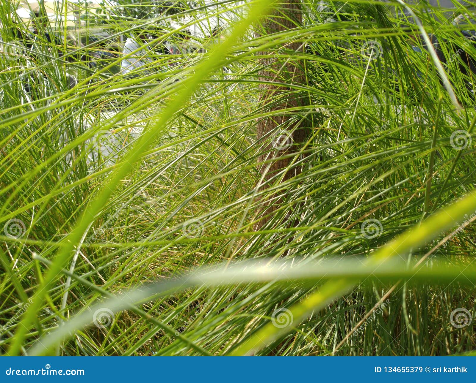 Grass stock image. Image of geometry, geometric, grass - 134655379