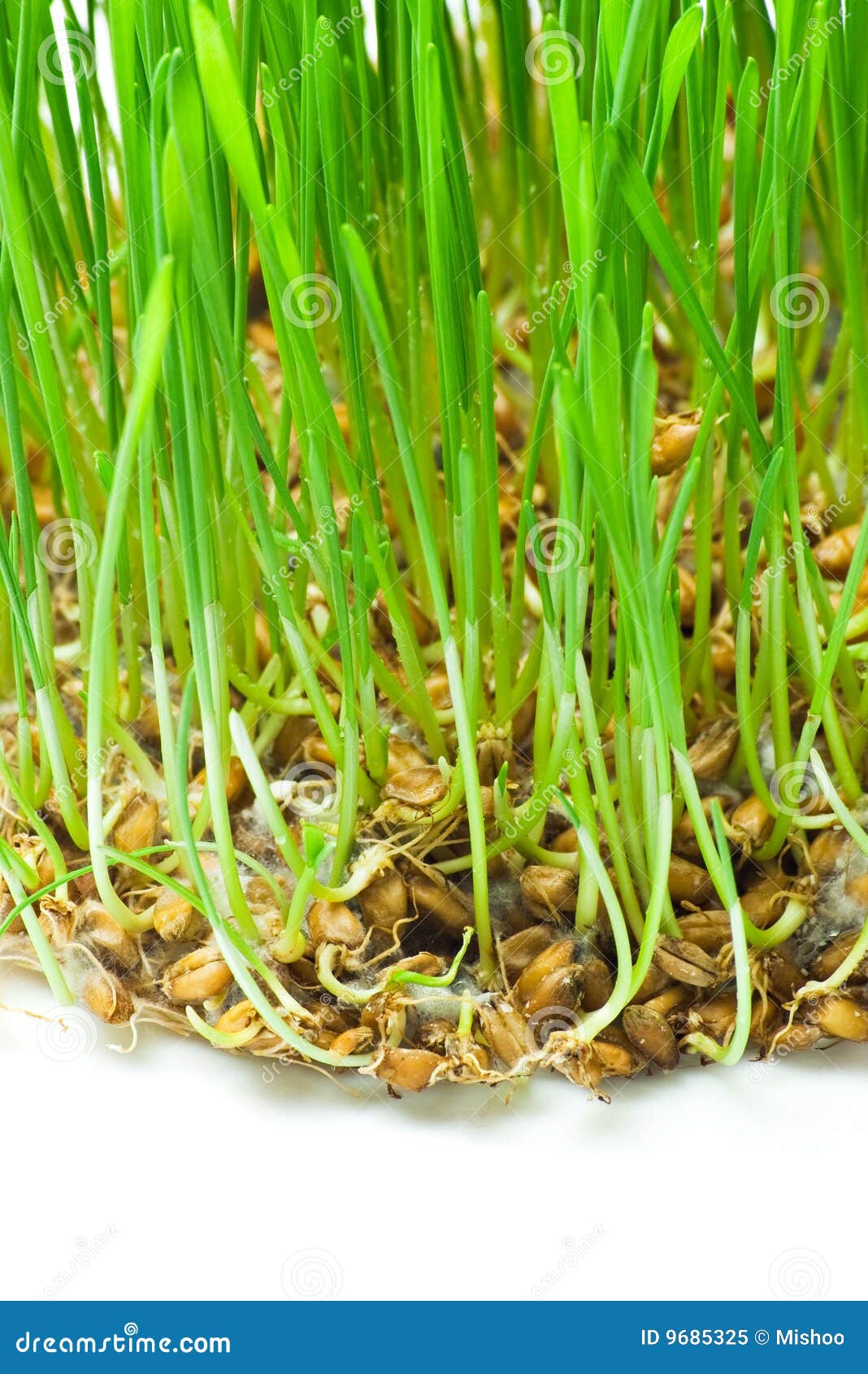 Grass germinating stock image. Image of life, gardening - 9685325