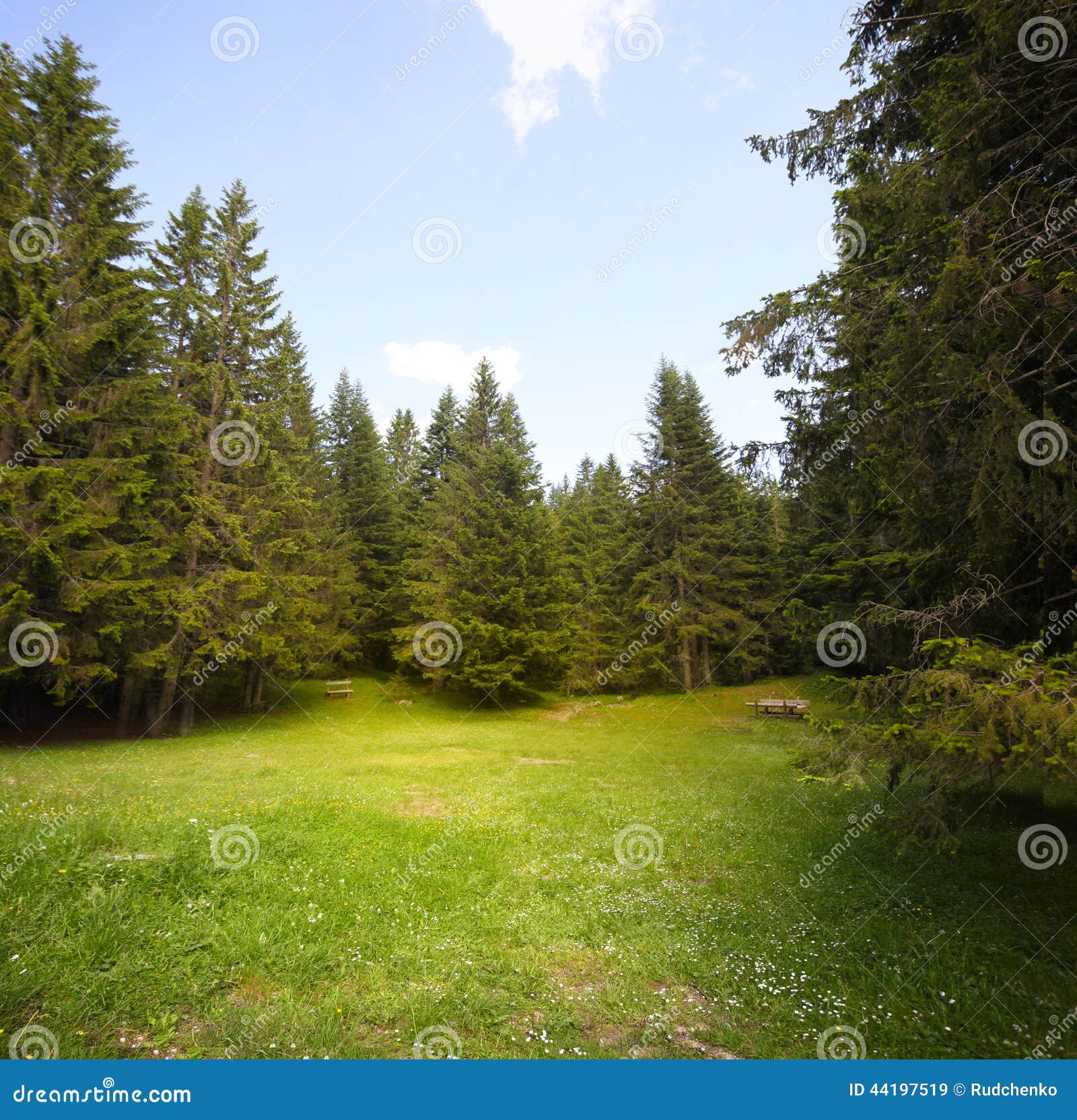 Spruce Forest Royalty-Free Stock Photography | CartoonDealer.com #22575635