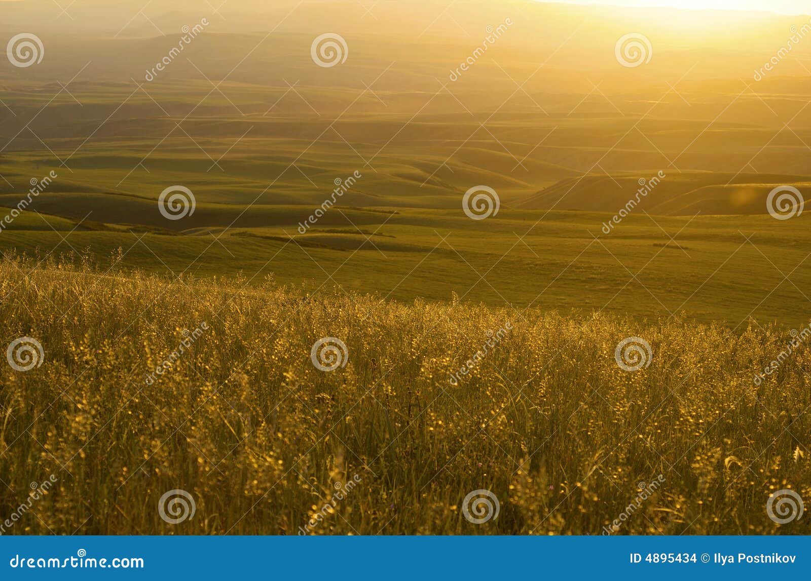 Grass of gold color stock photo. Image of planet, environmental - 4895434
