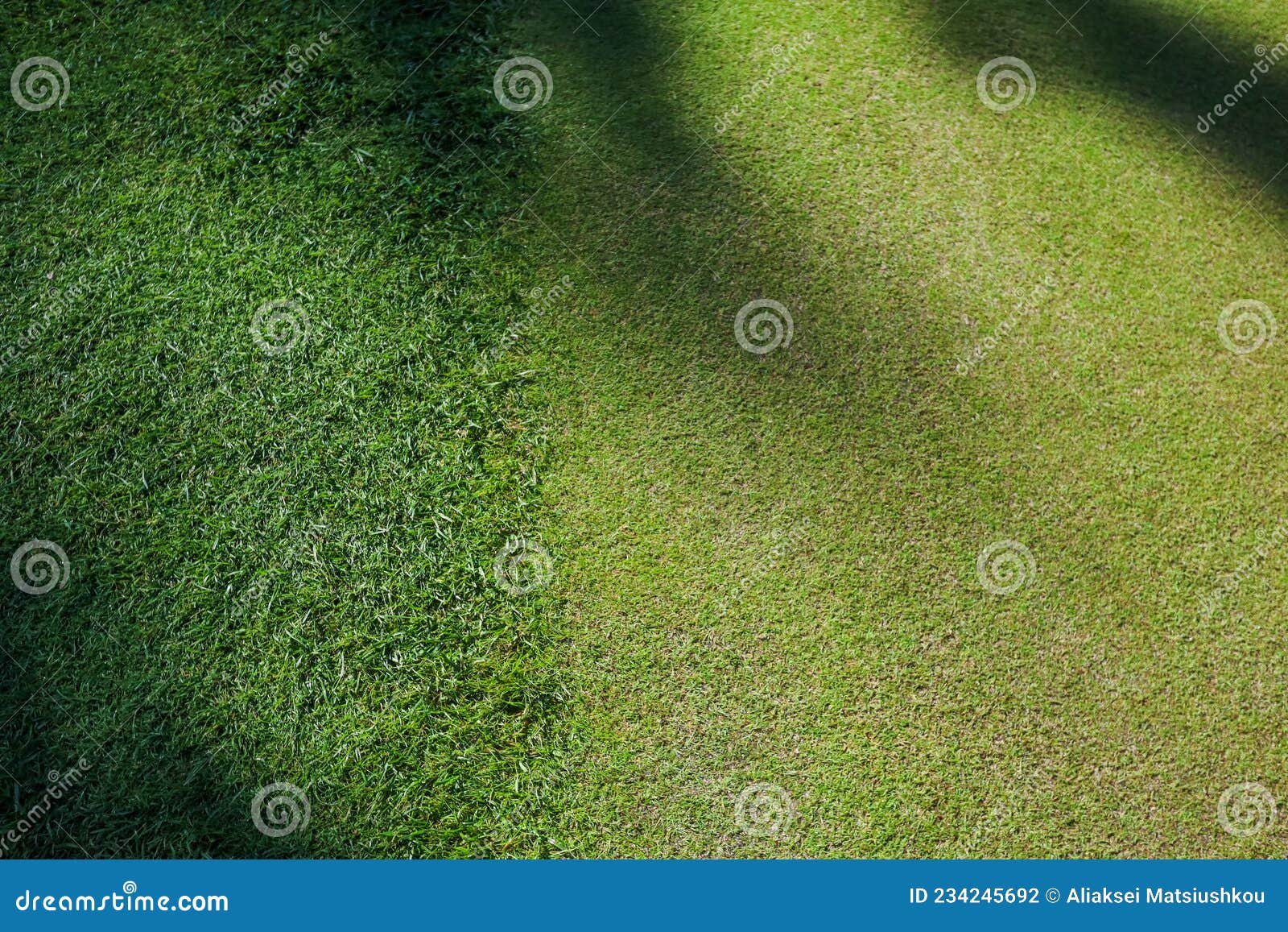 Grass on the Golf Course is Green, Shadows on the Surface of the Course ...