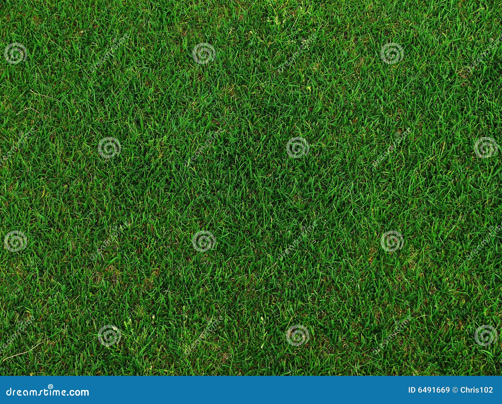 Grass on a golf field stock image. Image of ground, natural - 6491669