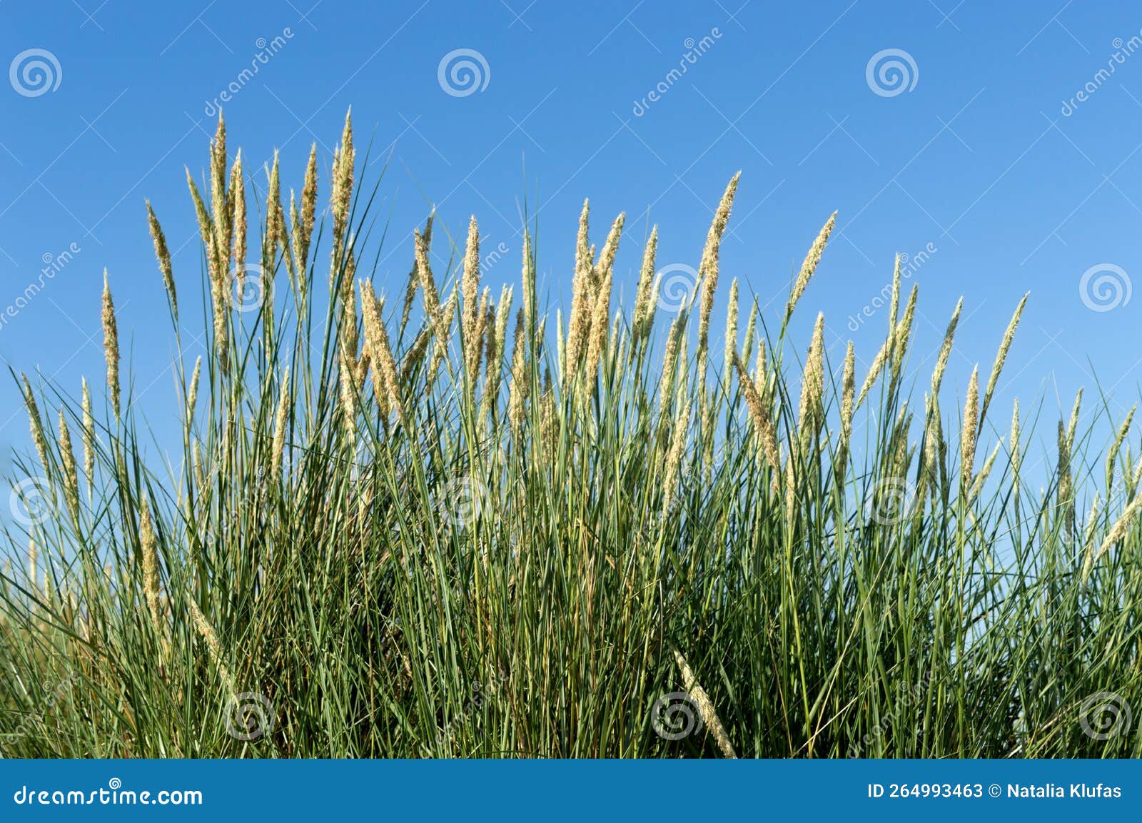 This is grass stock image. Image of village, summer - 264993463