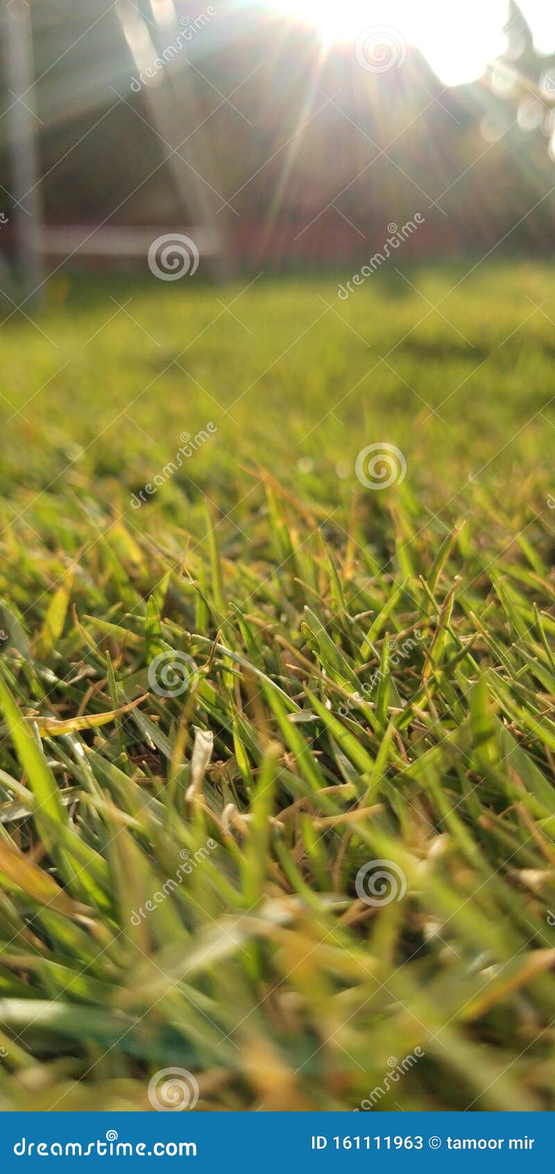 Grass stock image. Image of sunnyday, wallpaper, eyecatching - 161111963