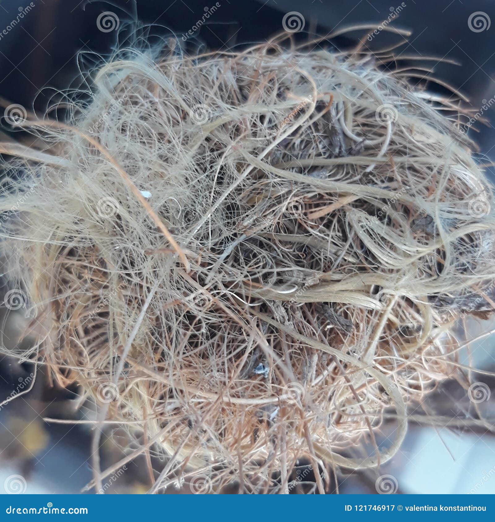 Grass stock image. Image of mixed, mess, grass, detail - 121746917