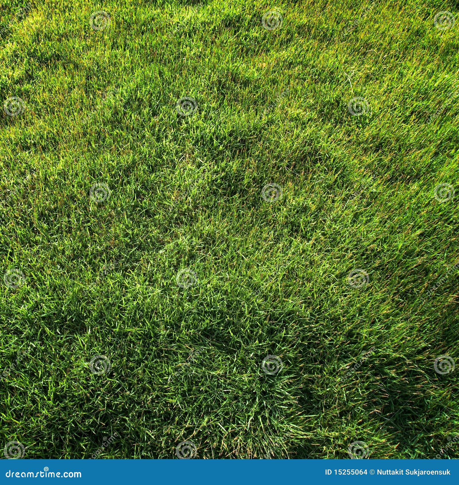 Grass grass top view stock photo. Image of green, healthy - 15255064