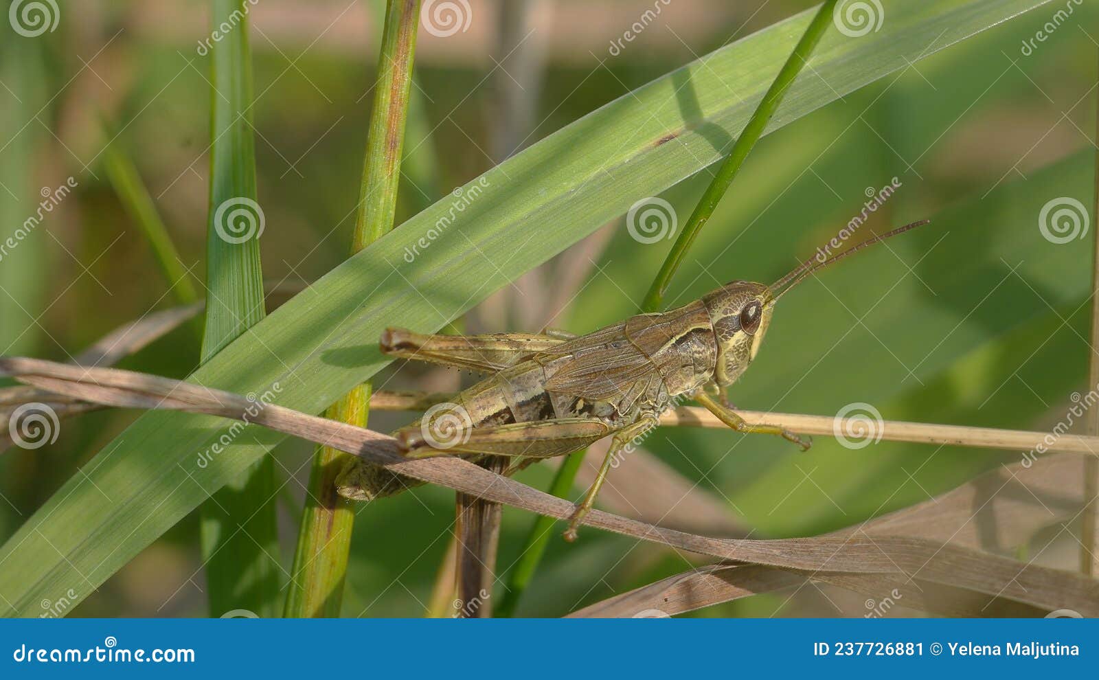 Hopping grasshopper stock image. Image of wildlife, insect - 237726881