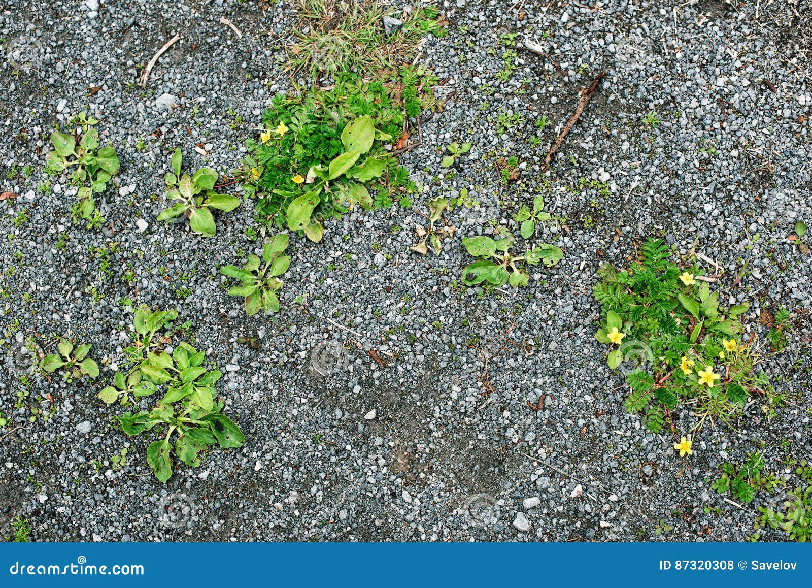 Grass, Gravel Texture and Stones Stock Photo - Image of background ...