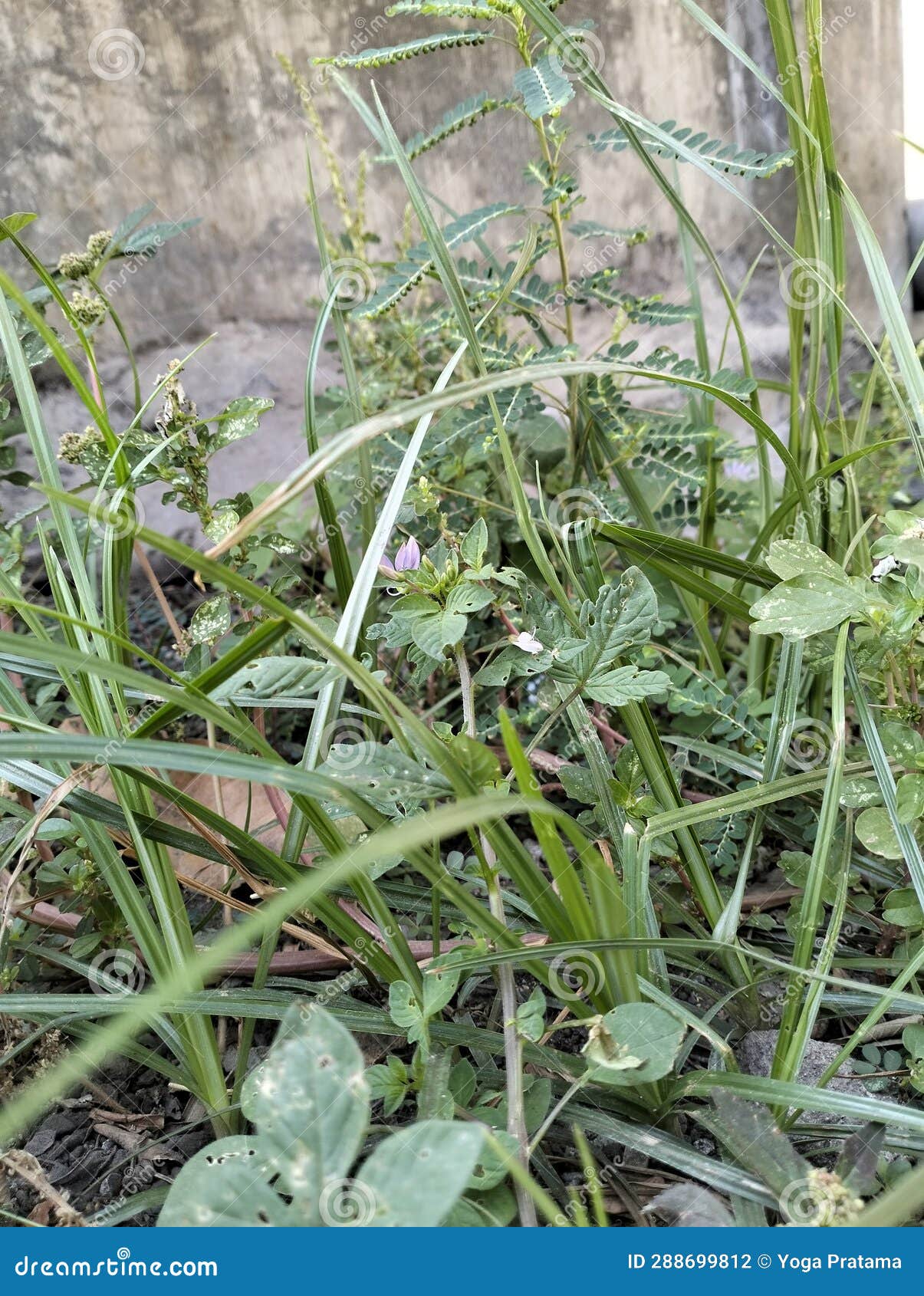 The Grass on Great Factory stock photo. Image of prairie - 288699812