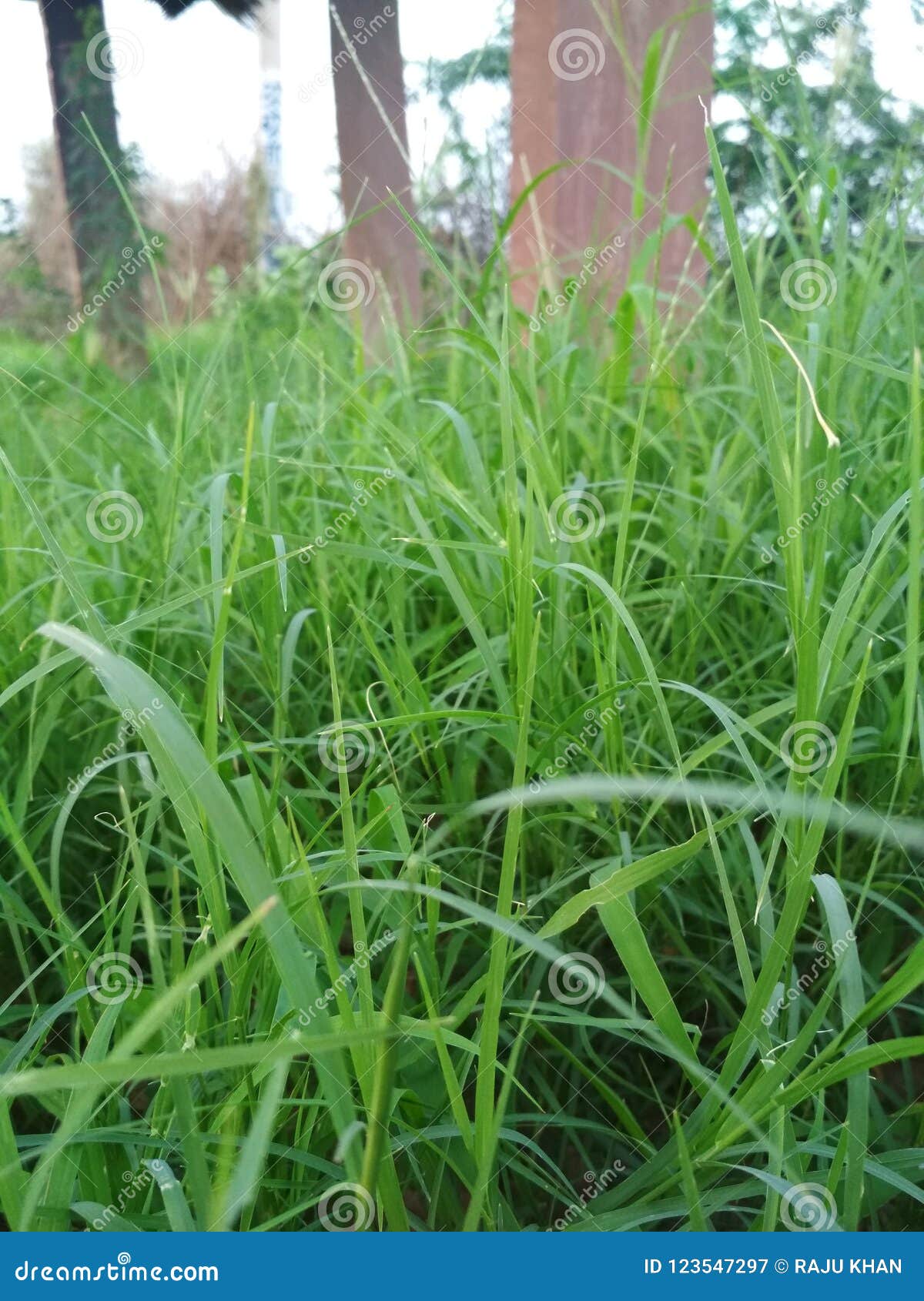 Grass Green stock image. Image of green, color, grass - 123547297