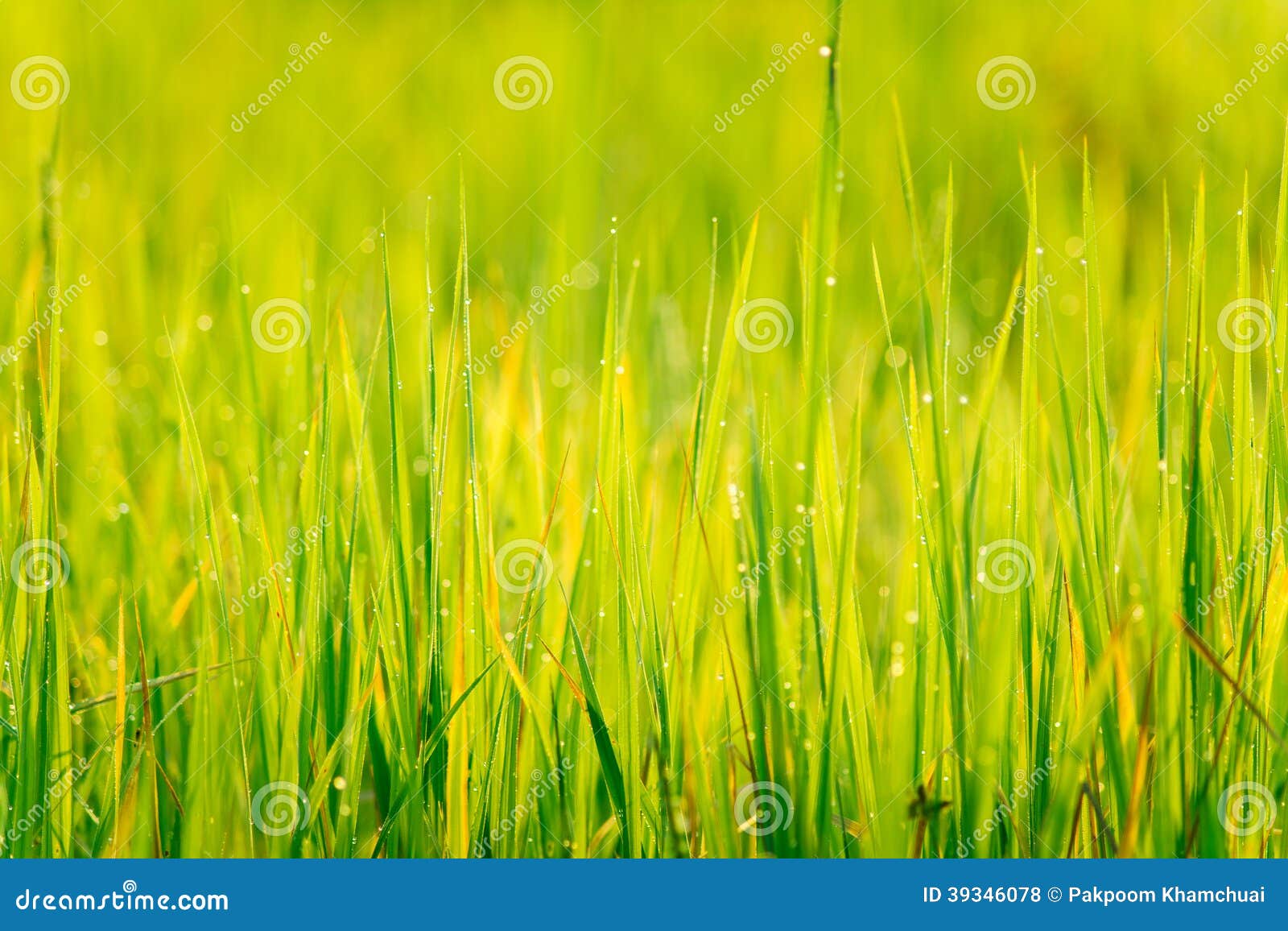 Grass stock photo. Image of abstract, color, grass, reeds - 39346078