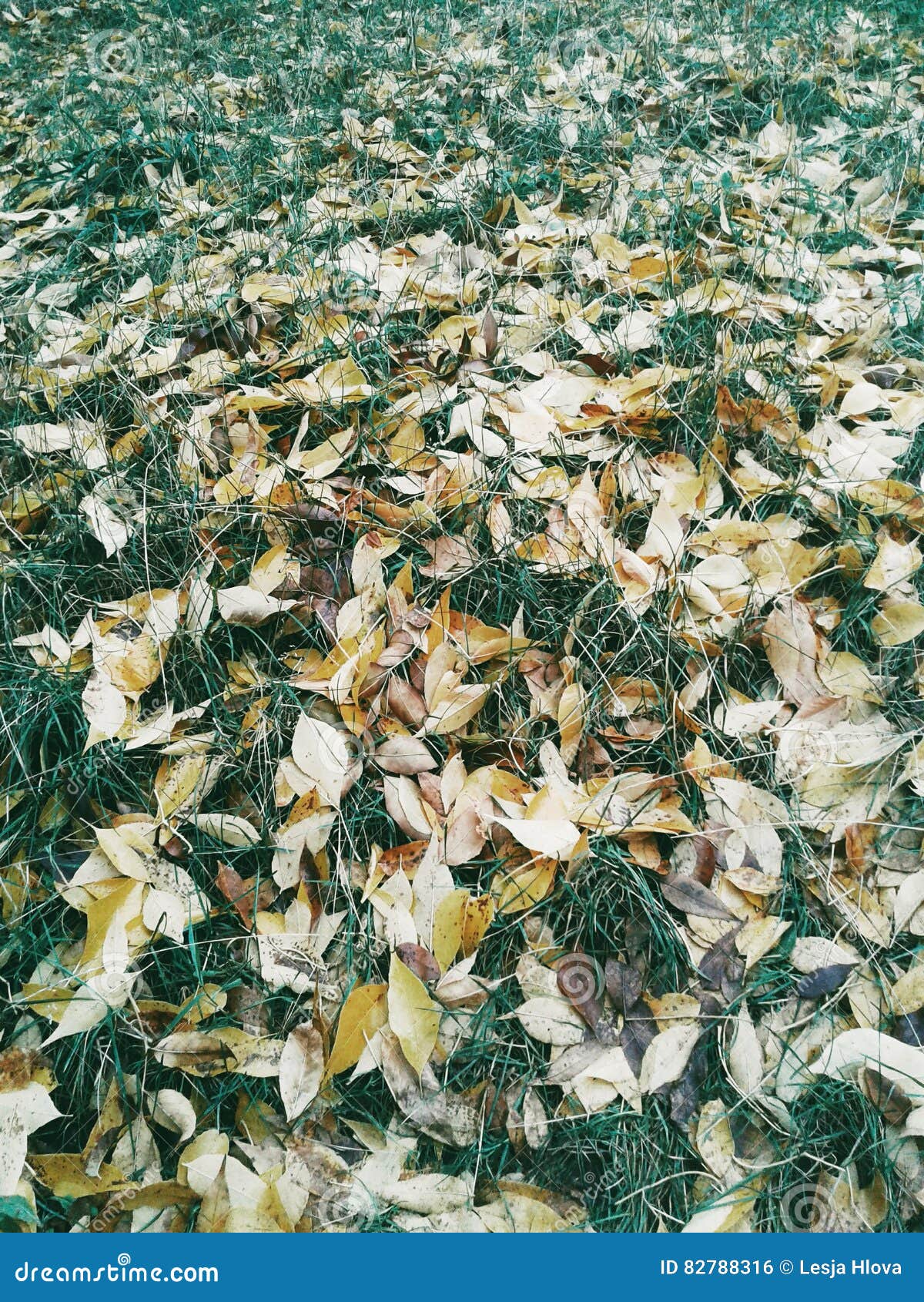 Grass stock photo. Image of leaves, grass, vsco, green - 82788316