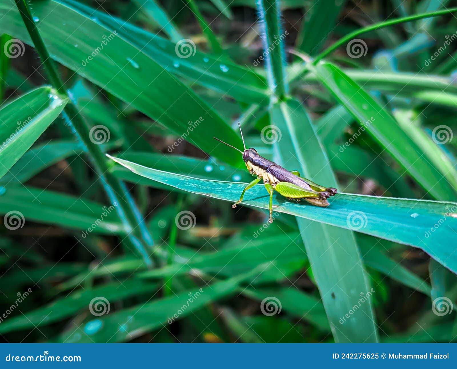 Grasshopper after Rain Closeup Stock Image - Image of grasshopper, rain ...