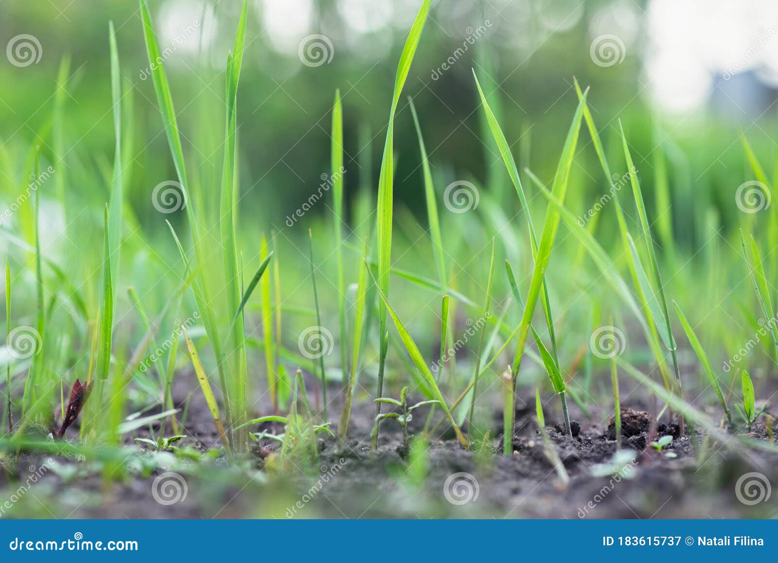Grass. stock image. Image of close, natural, meadow - 183615737