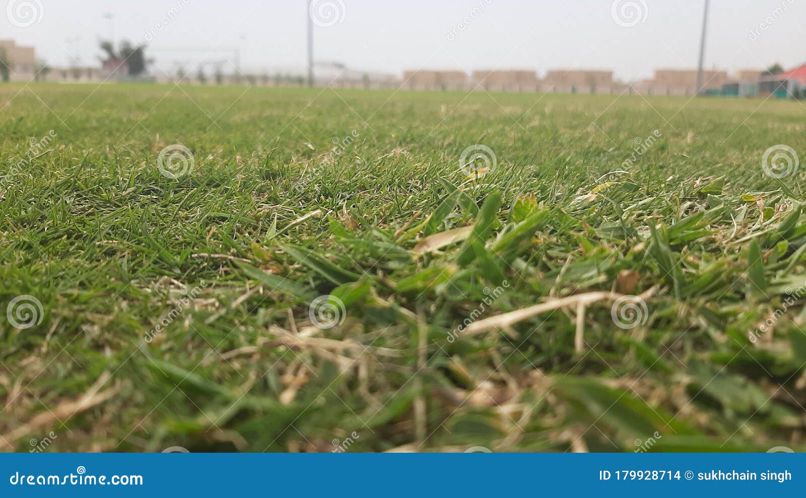 Grass green nature Potrait stock photo. Image of branch - 179928714