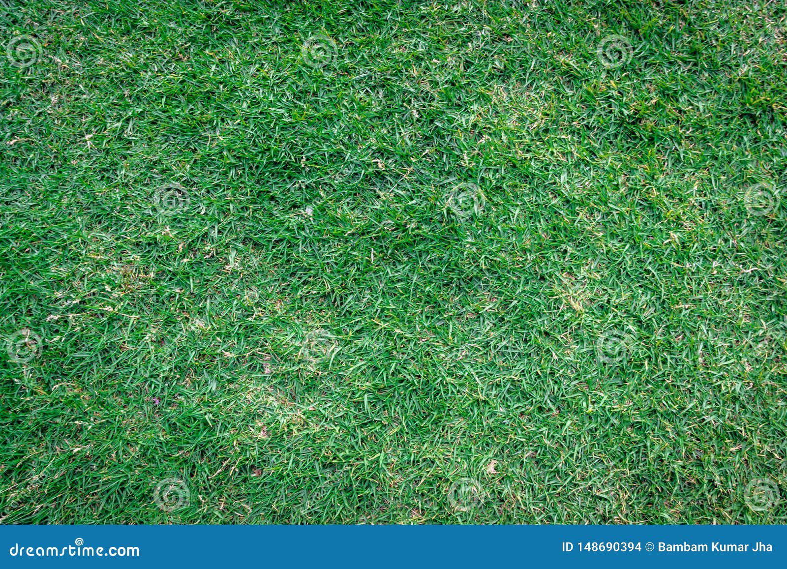 Grass Green Pattern in Details Backgrounds Stock Photo - Image of ...