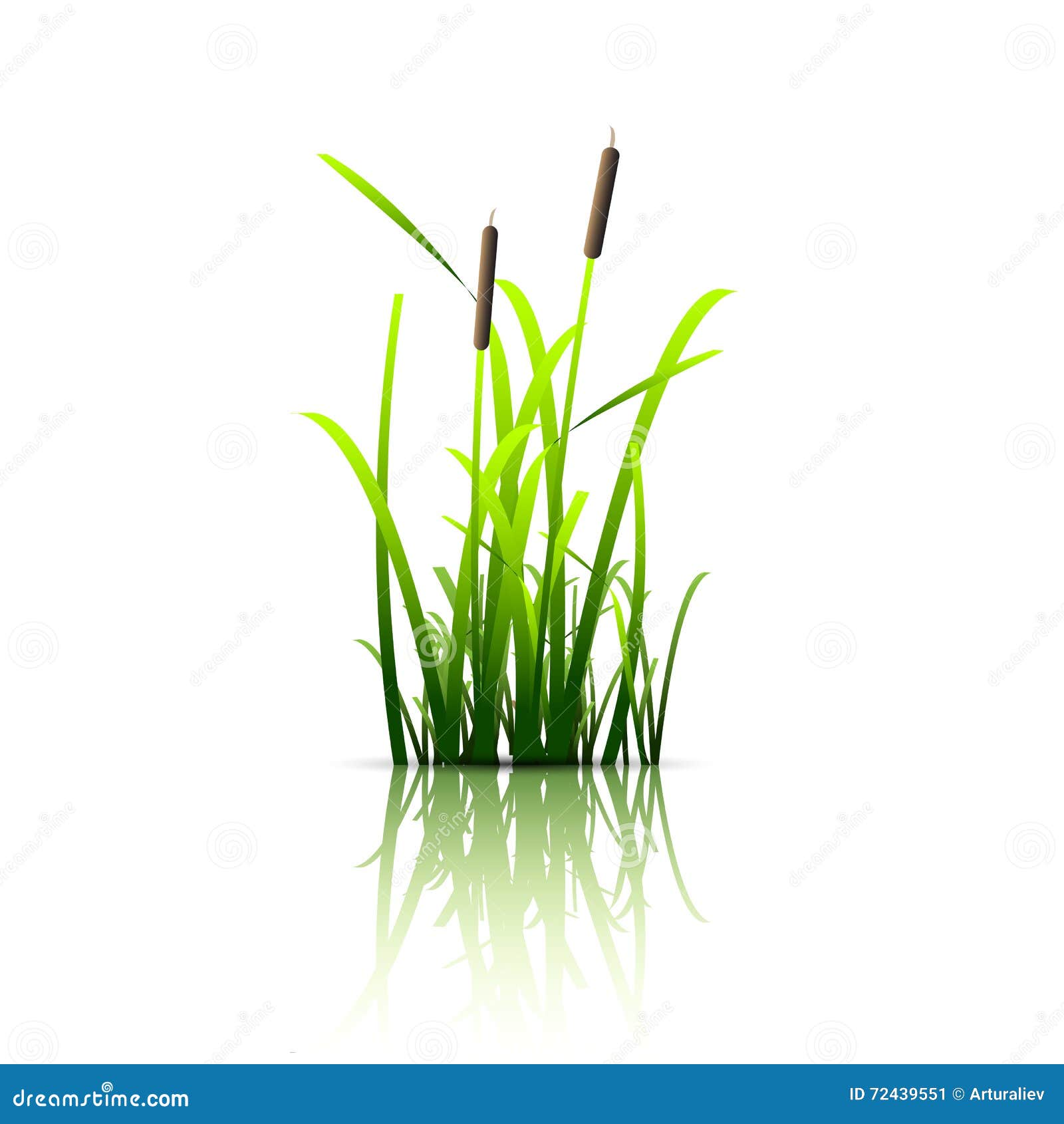 Grass green reed stock vector. Illustration of meadow - 72439551