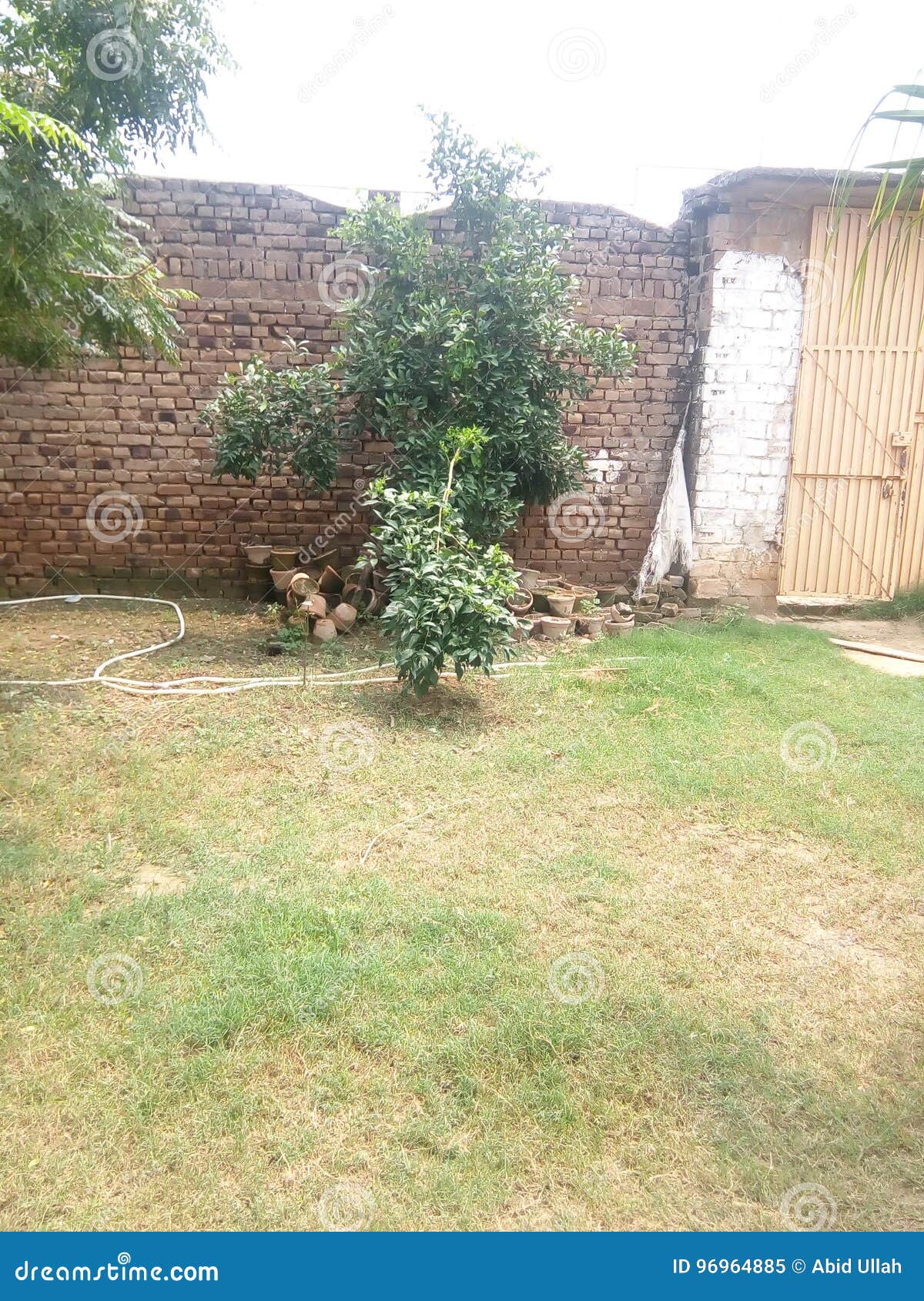 Grass and green trees stock image. Image of village, grass - 96964885