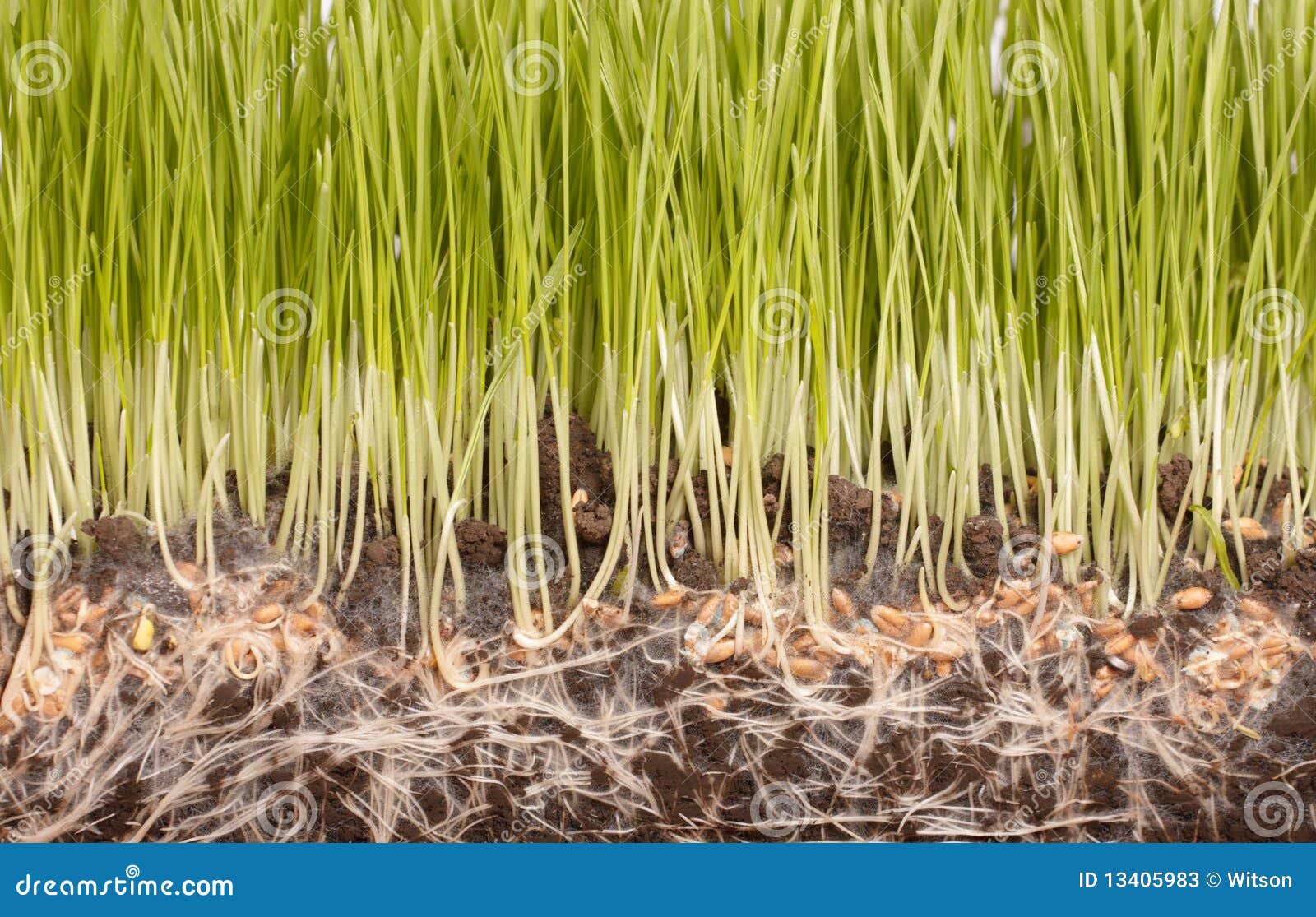 Grass in ground stock image. Image of rural, meadow, growth - 13405983