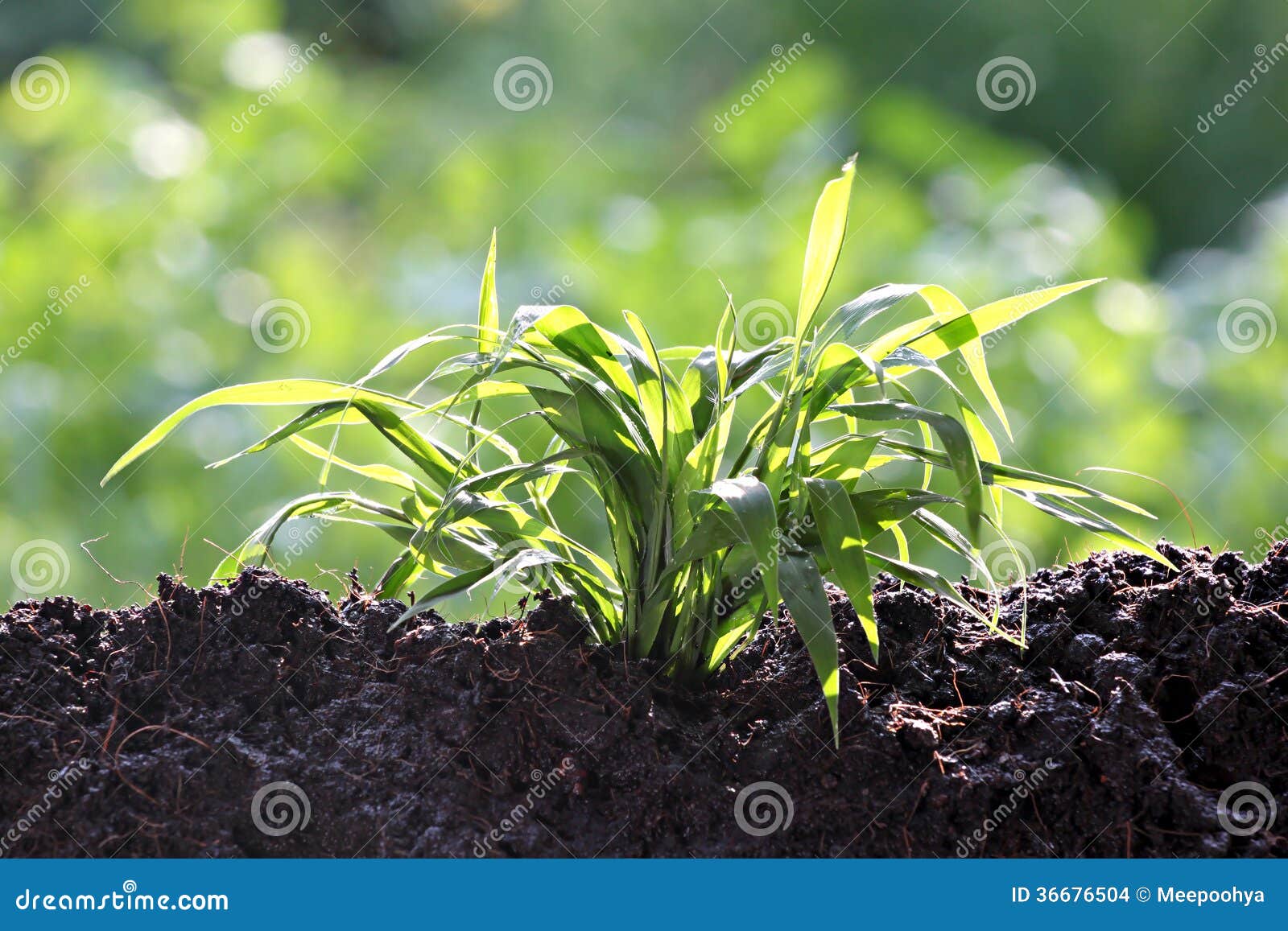 Grass on ground. stock photo. Image of environment, growth - 36676504