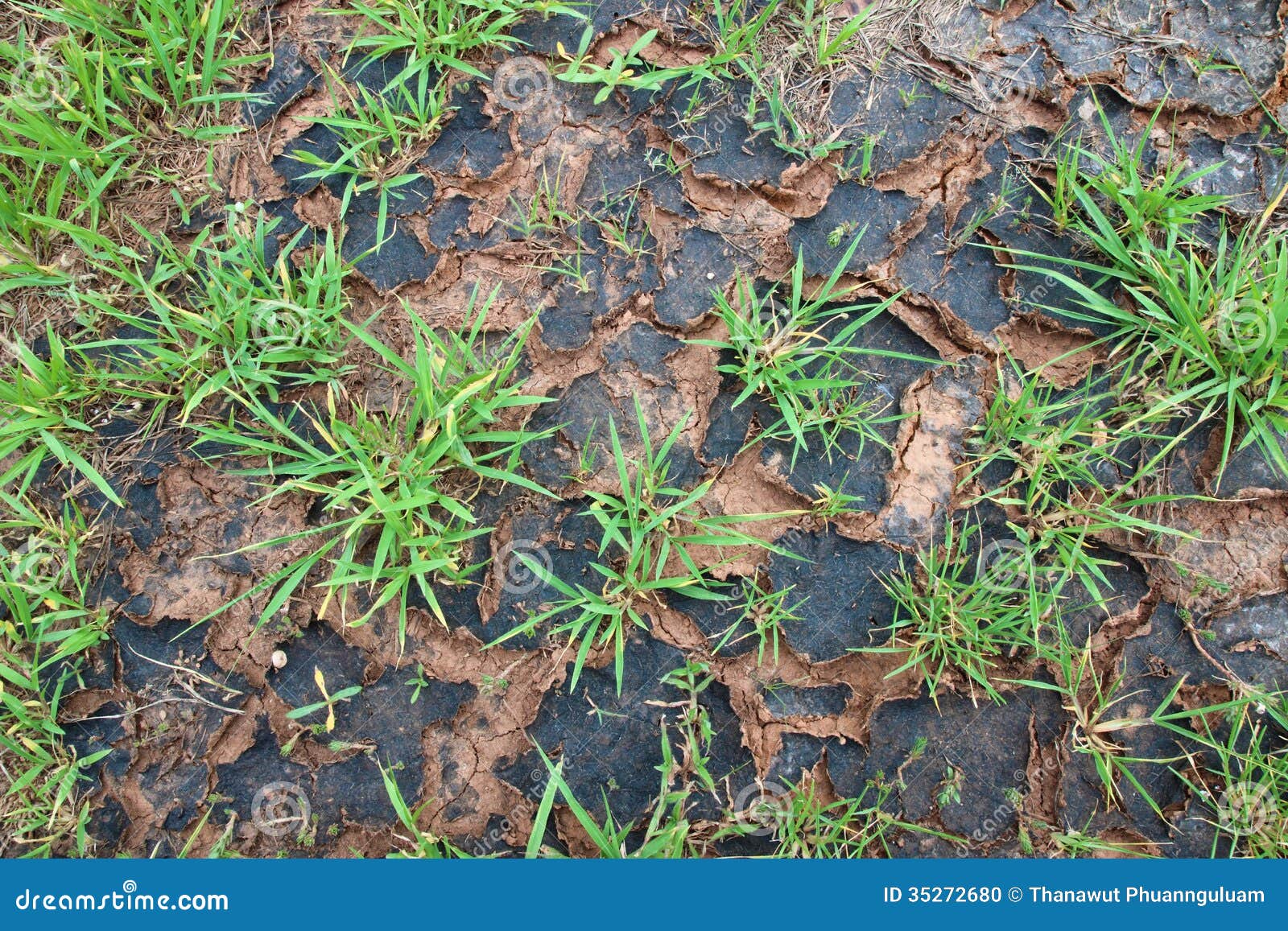 Grass on the ground broken stock photo. Image of broken - 35272680