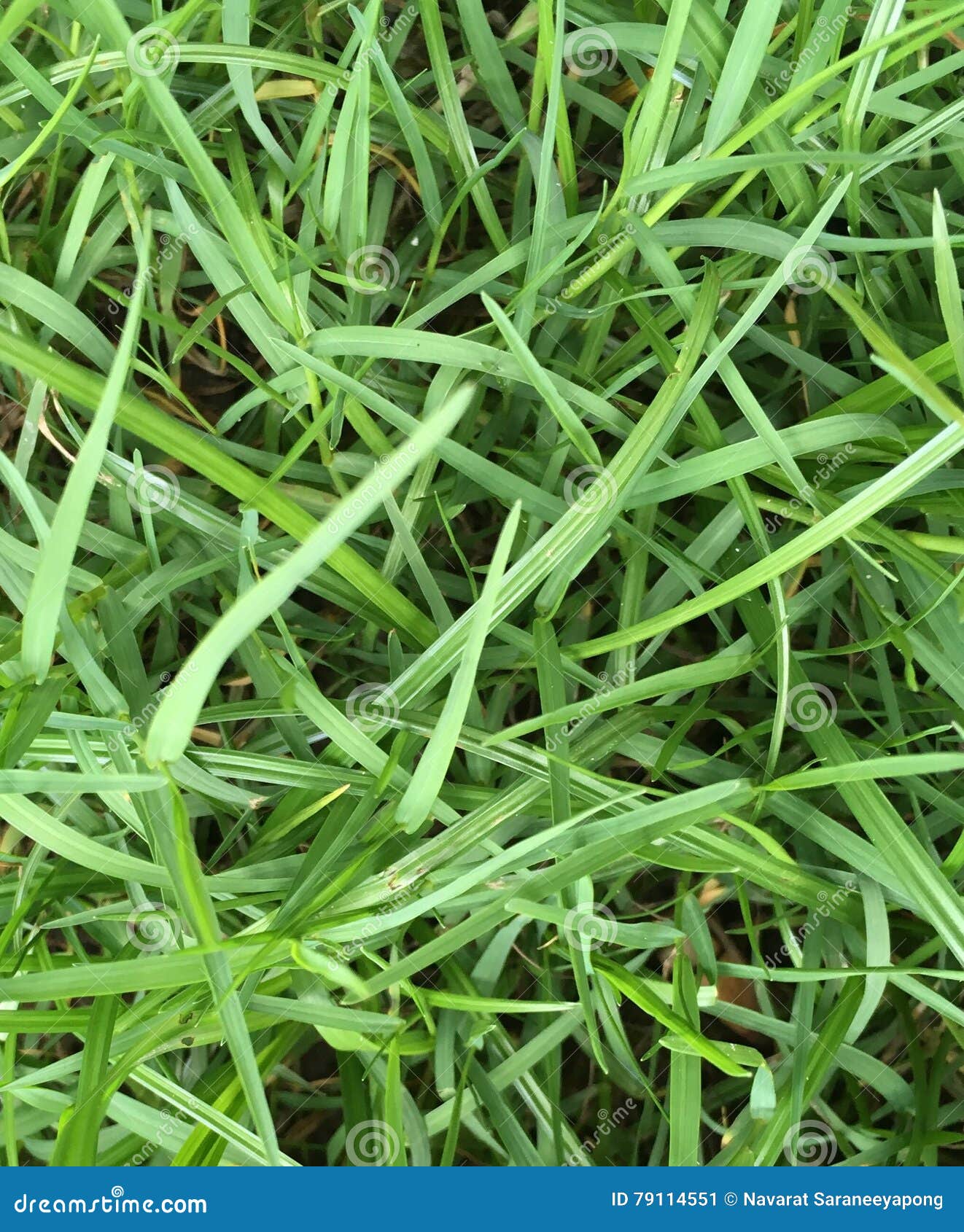Grass stock image. Image of ground, green, cover, wilderness - 79114551