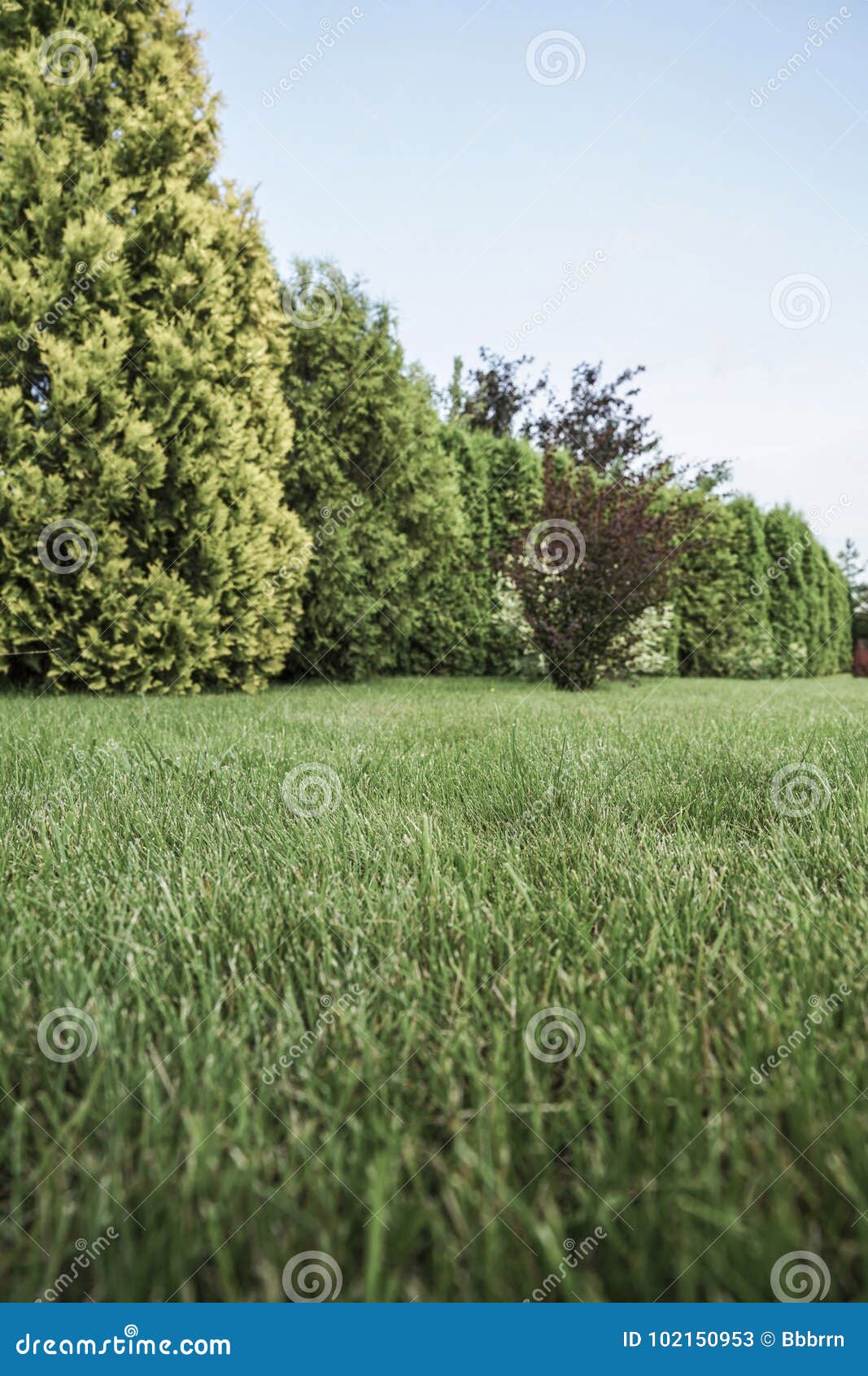 Grass Ground of a Garden Surrounded with Trees Stock Image - Image of ...