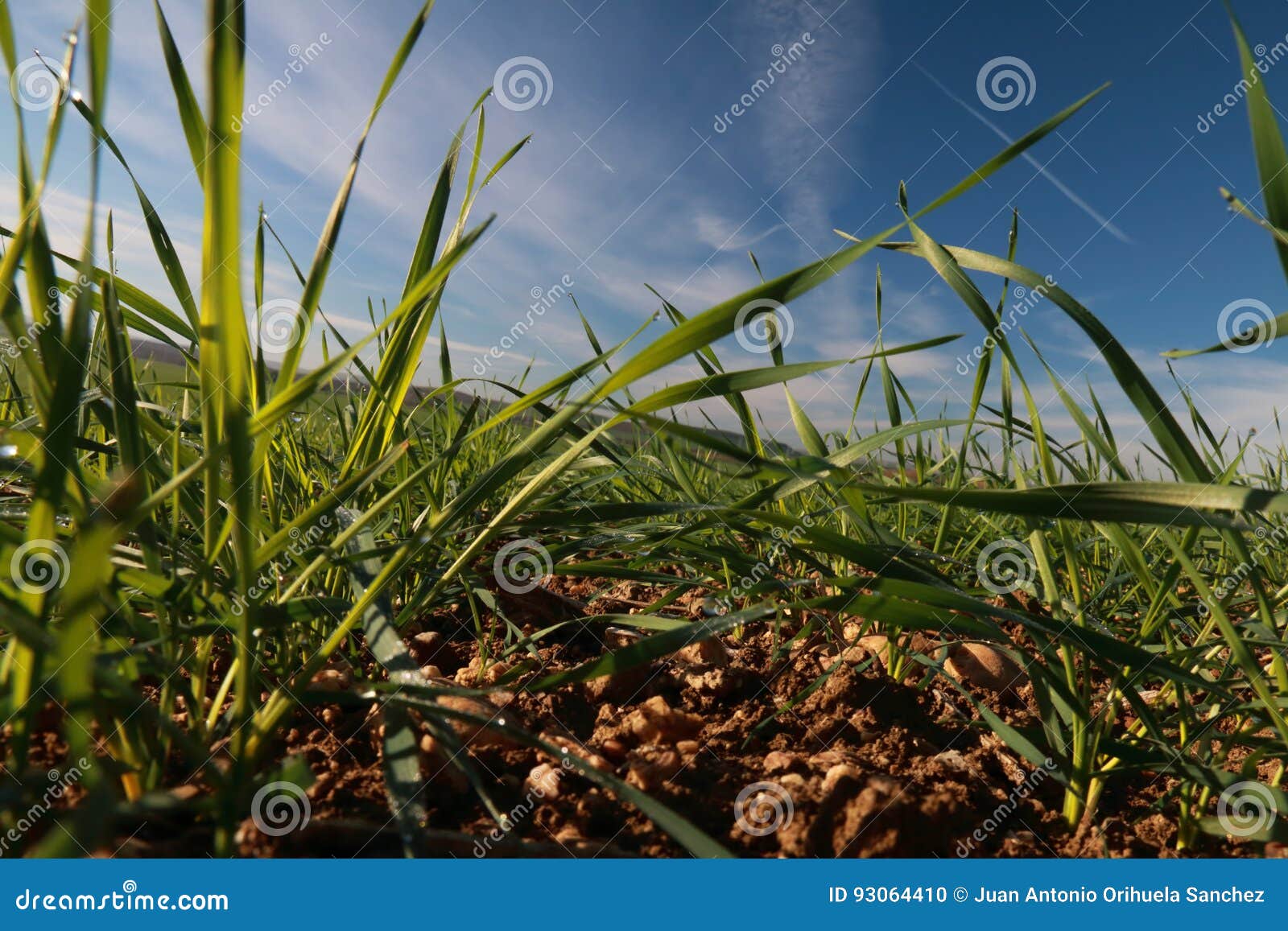 Grass at ground level stock photo. Image of tillage, seed - 93064410