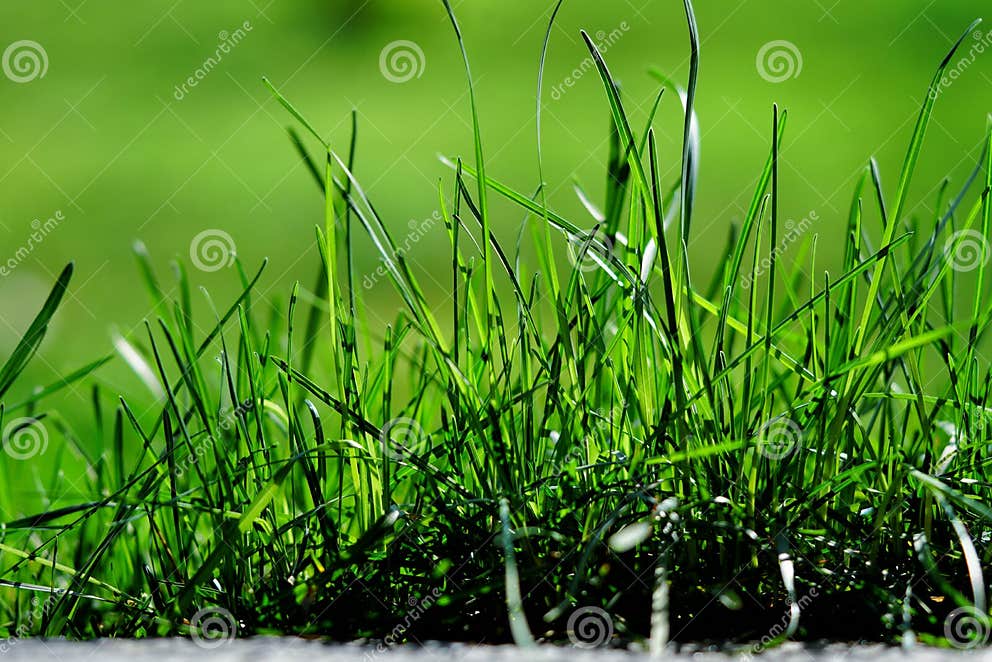 Grass at ground level stock image. Image of prairie - 255572047