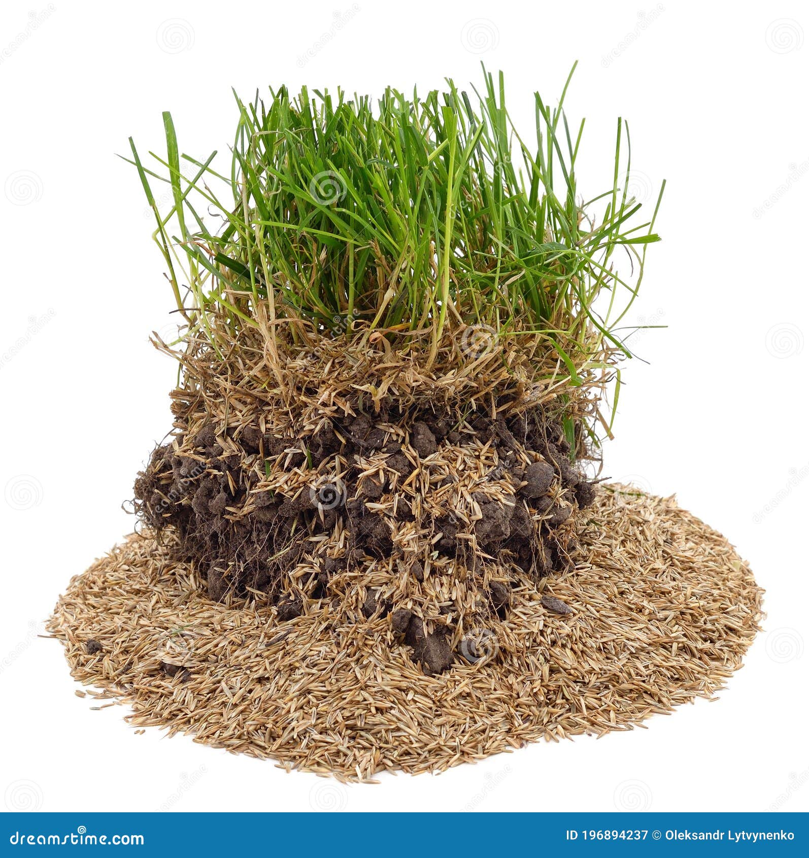 Grass on the Ground and Seeds Stock Image - Image of farming, growth ...