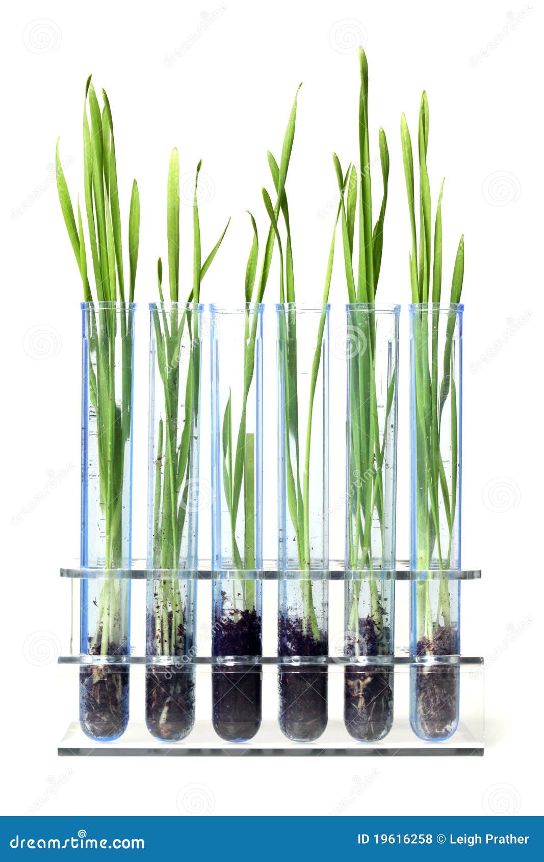 Grass growing stock photo. Image of laboratory, biochemistry - 19616258