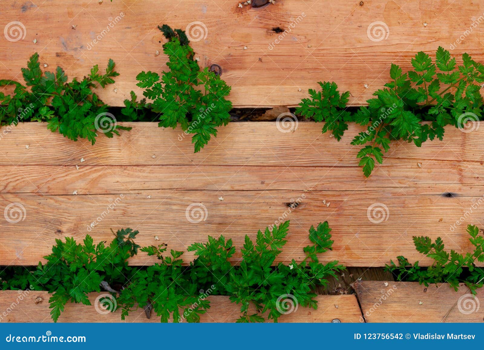 Grass Growing through the Boards Stock Photo - Image of green, boards ...