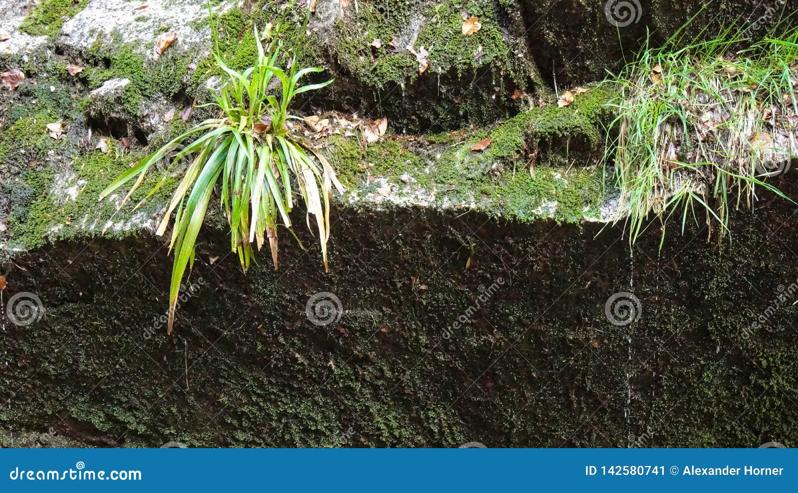 Grass Growing on Boulder Edge Stock Image - Image of beautiful, green ...