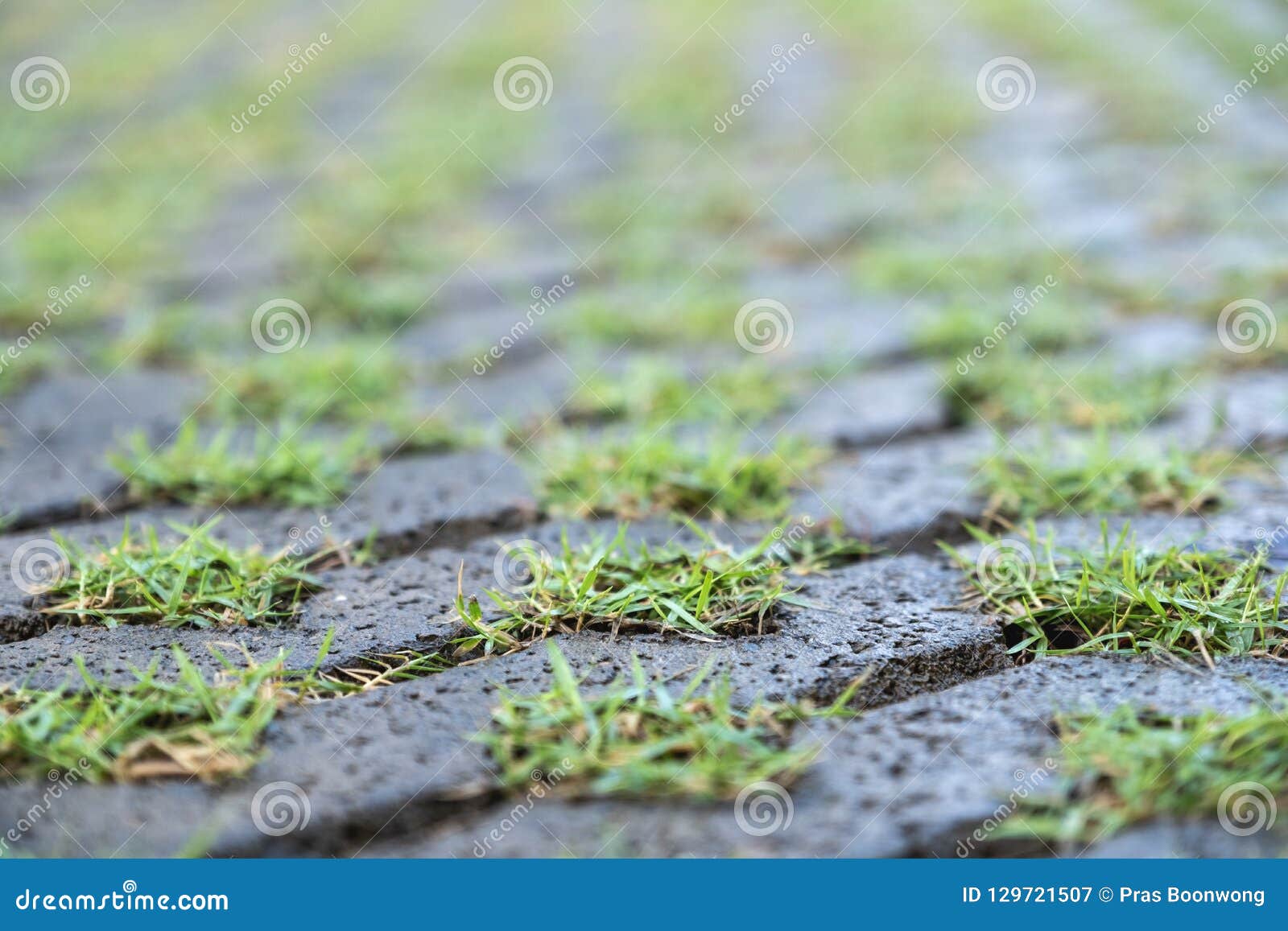 Grass Growing in Concrete Block Path Floor Stock Image - Image of brick ...