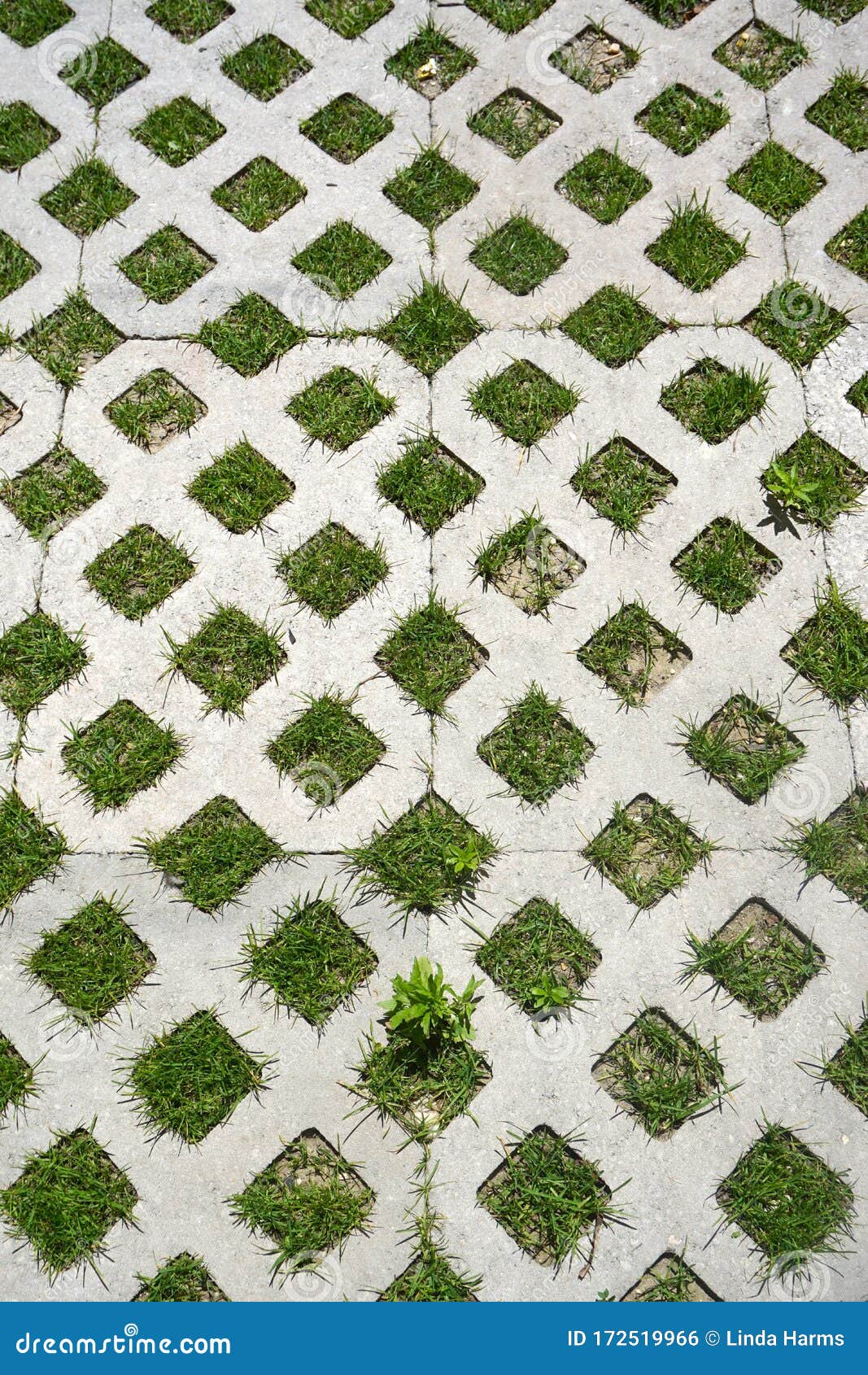 Grass Growing through a Checkerboard Pattern of Concrete Stock Photo ...