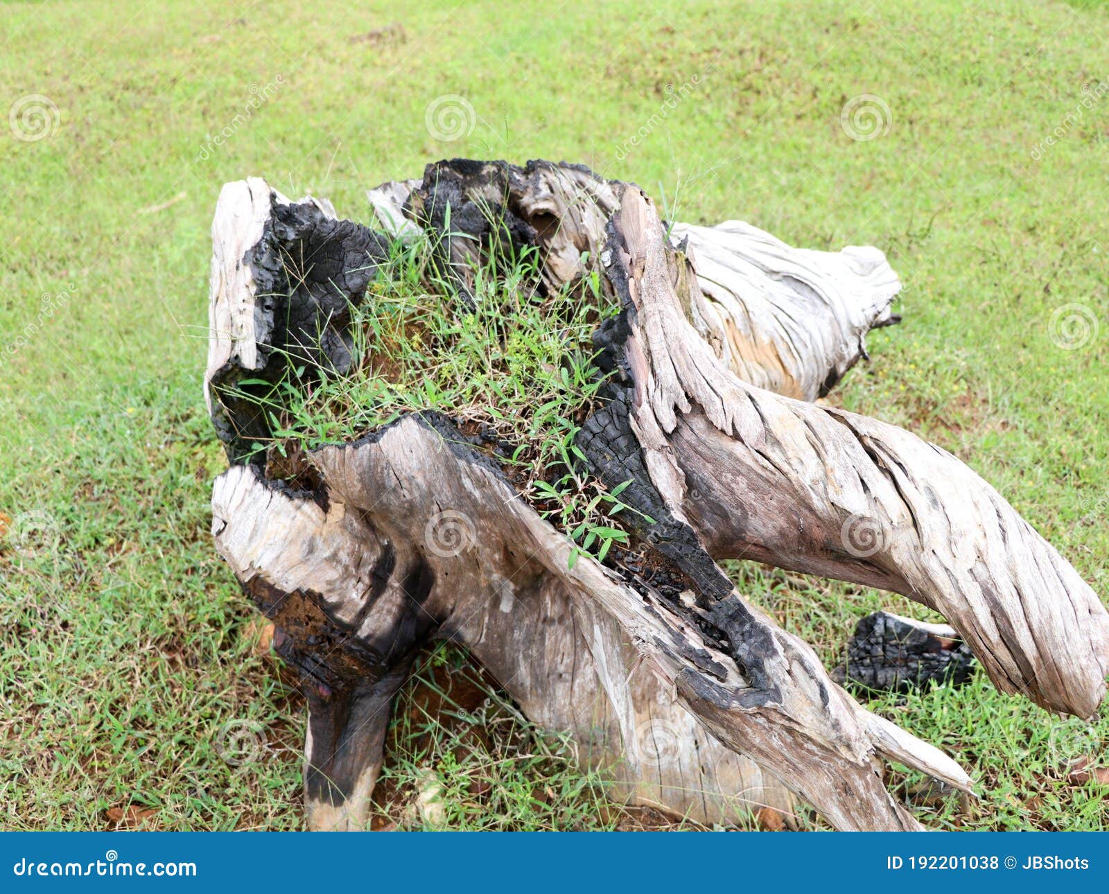 Grass Growing in a Decomposed Old Tree Root Stock Photo - Image of ...