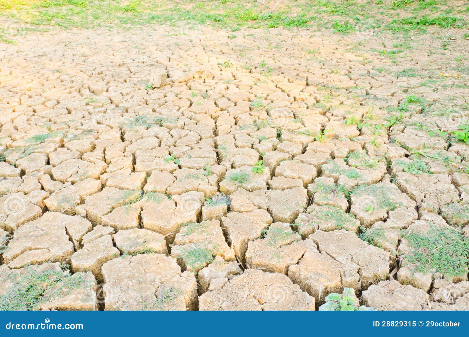 Grass Growing on Drought Field, Drought Land Stock Image - Image of ...