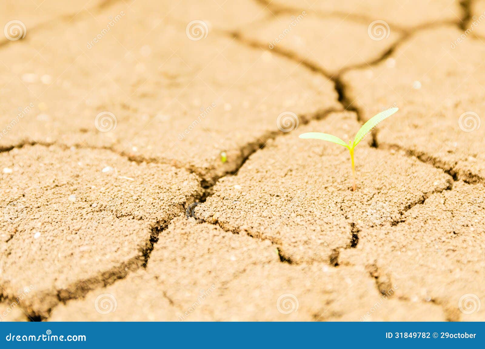 Grass Growing on Drought Field, Drought Land Stock Photo - Image of ...
