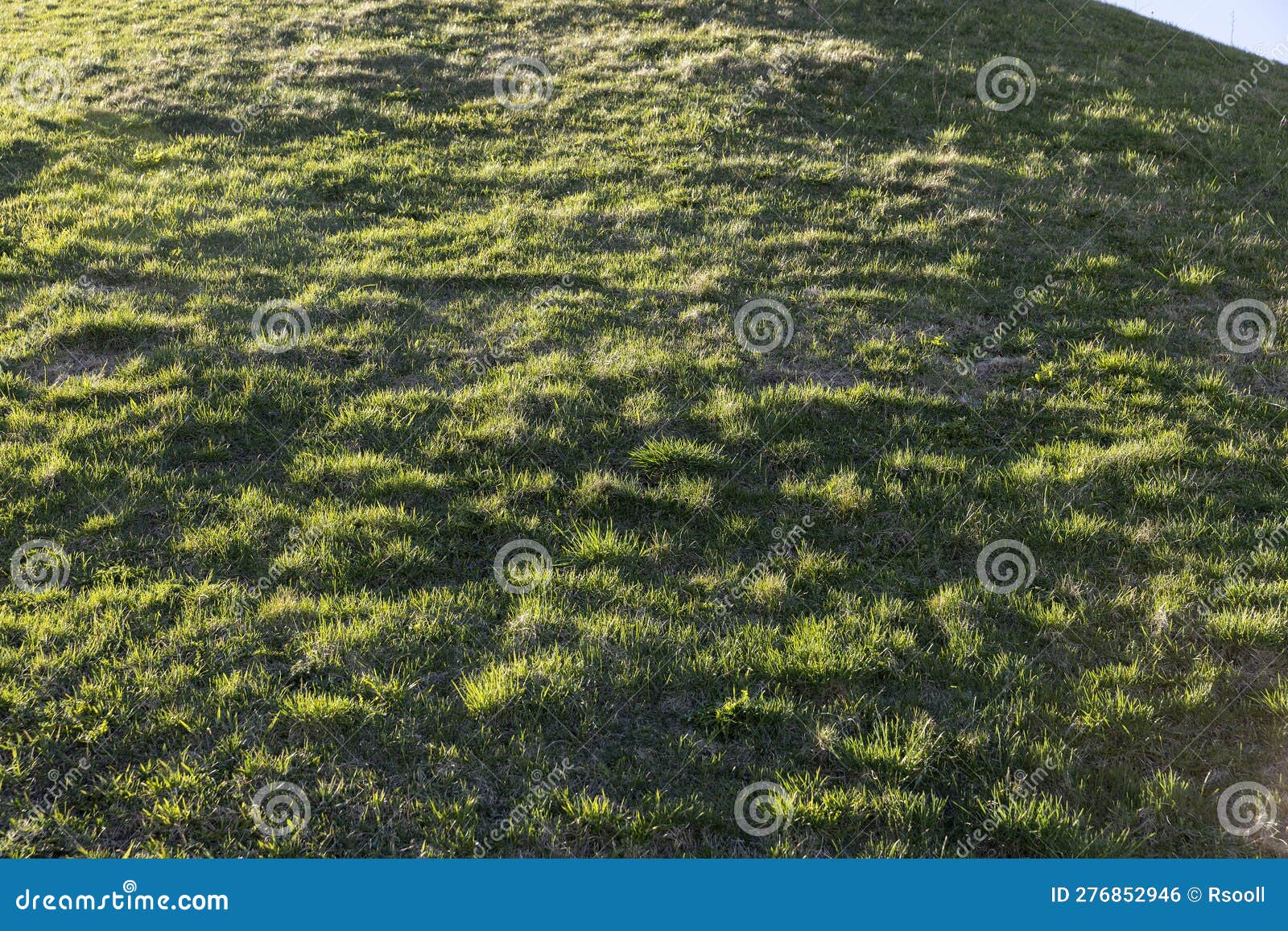 Grass Growing in Early Spring in Windy Weather Stock Photo - Image of ...