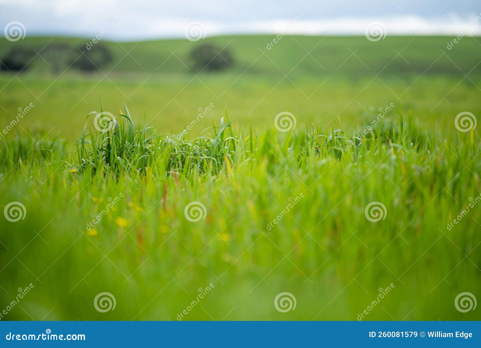 Grass Growing in a Field. Long Pasture Growing on a Farm in Spring ...